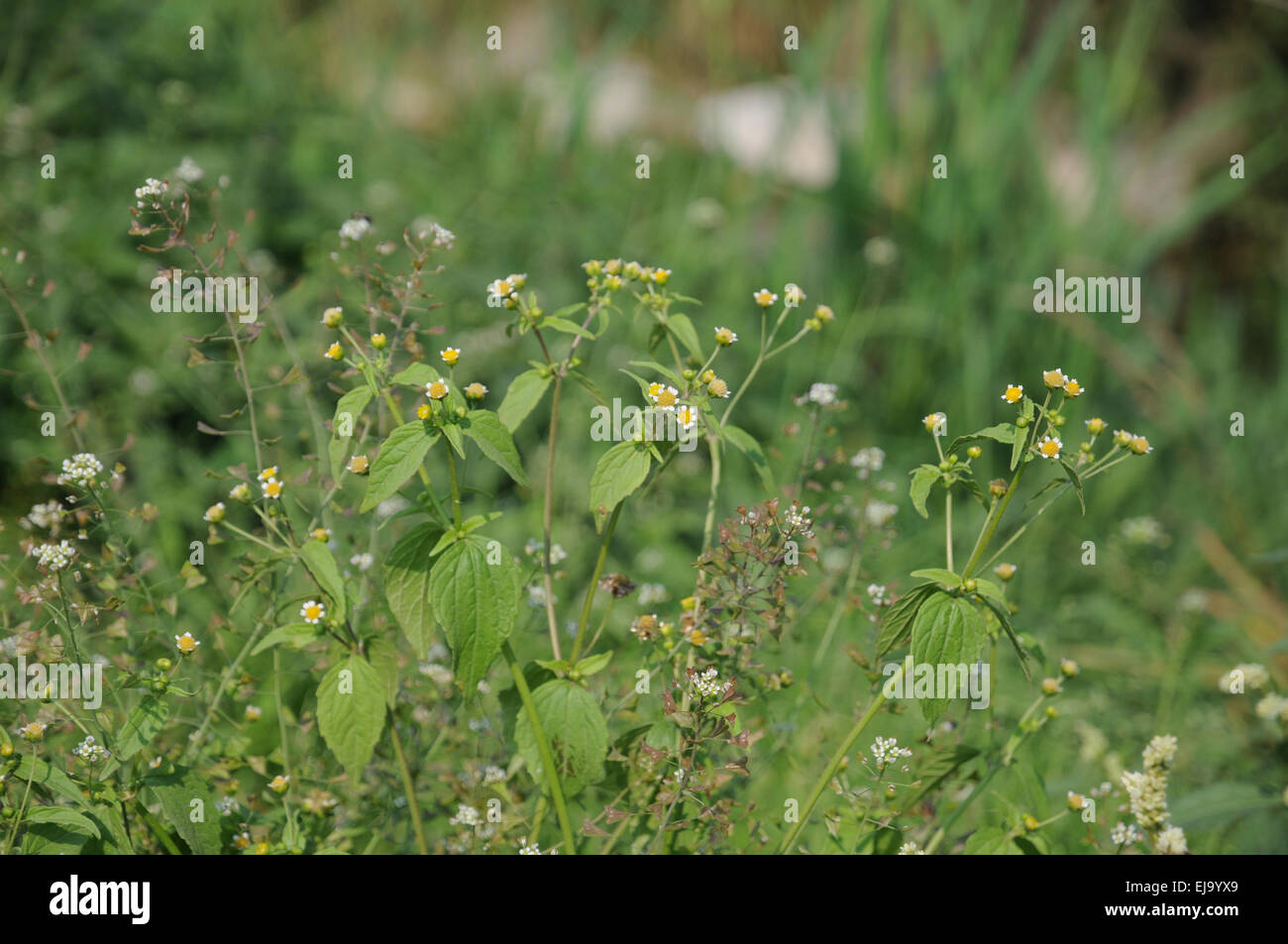 Gallant garden hi-res stock photography and images - Alamy