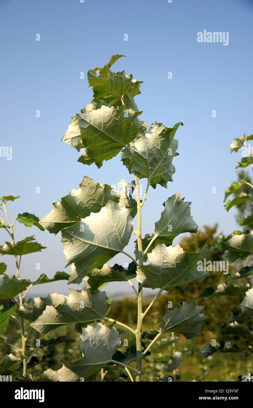 White poplar leaf hi-res stock photography and images - Alamy
