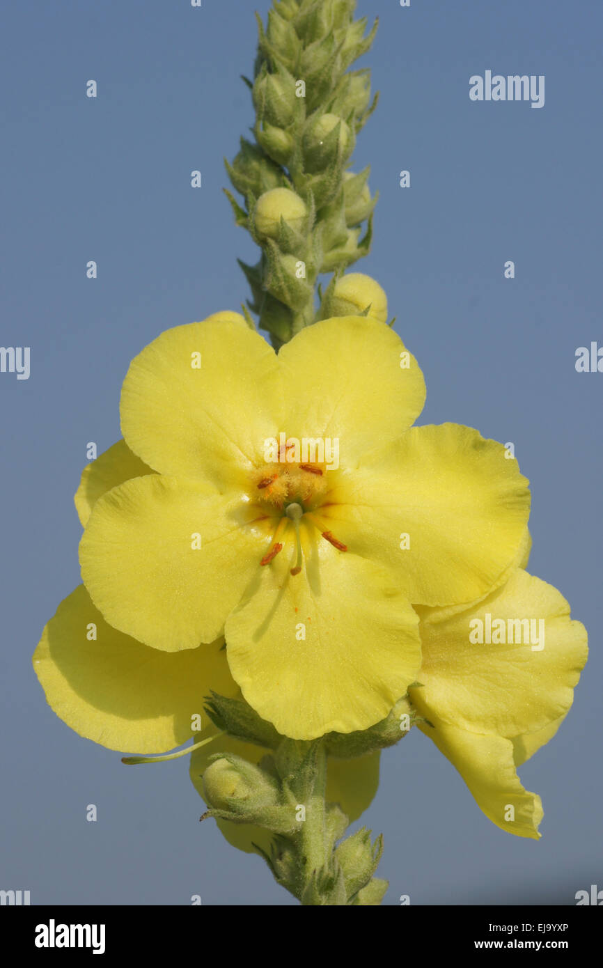 Dark mulleins hi-res stock photography and images - Alamy