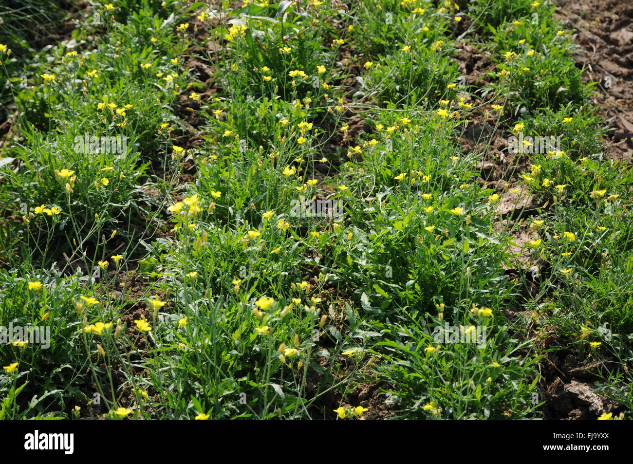 Rucola rukola hi-res stock photography and images - Alamy
