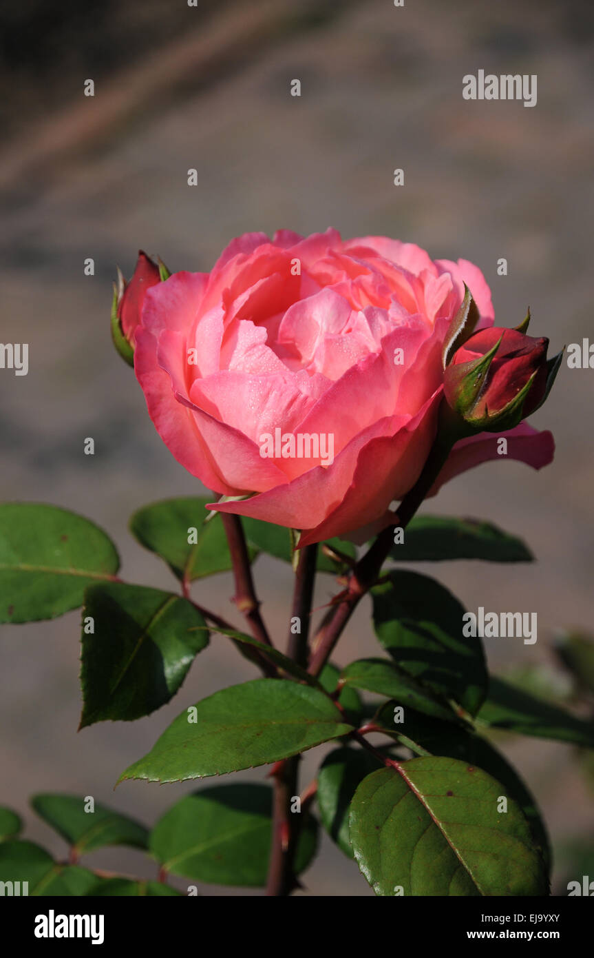 Hybrid blume hi-res stock photography and images - Alamy