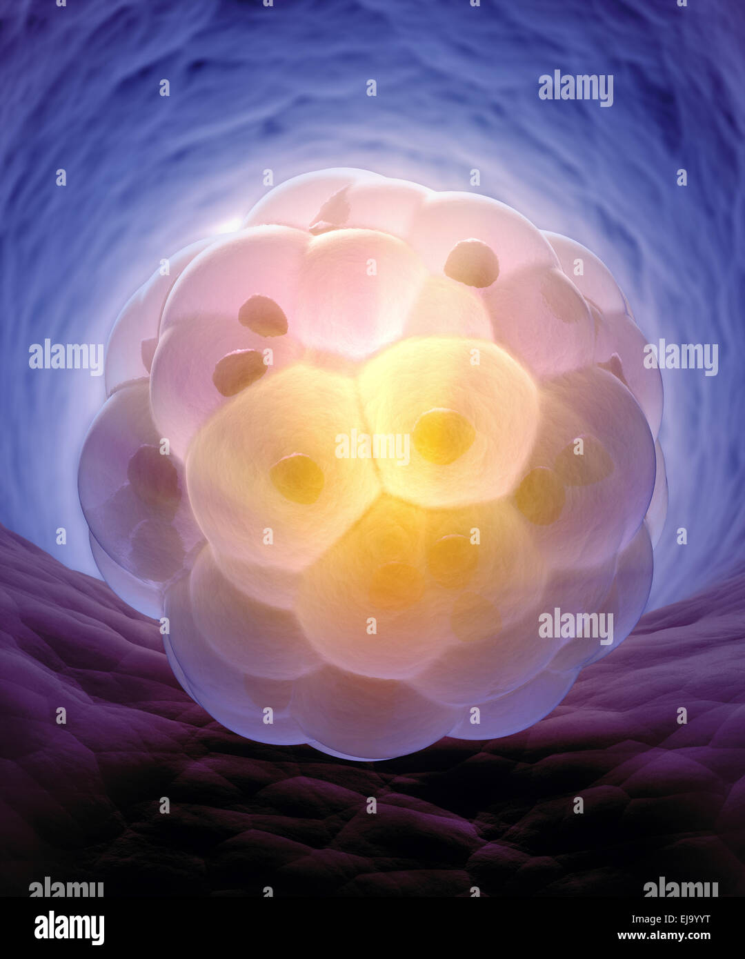 Human embryo hi-res stock photography and images - Alamy