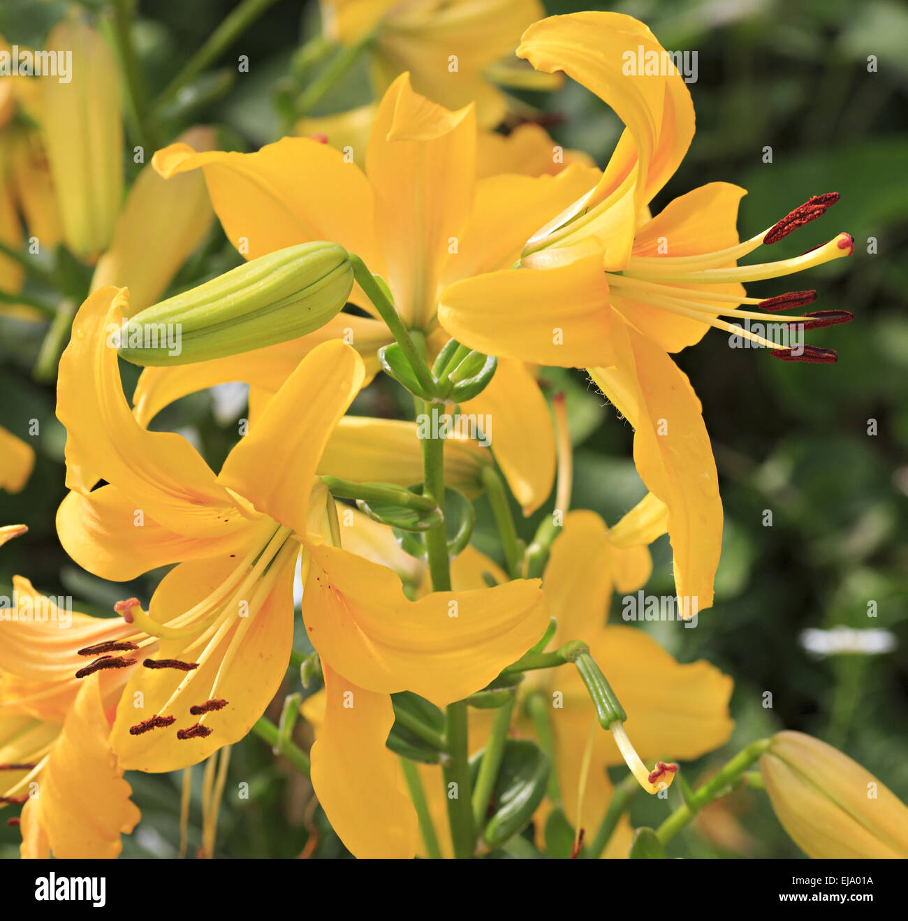Beautiful yellow lily in the garden Stock Photo - Alamy