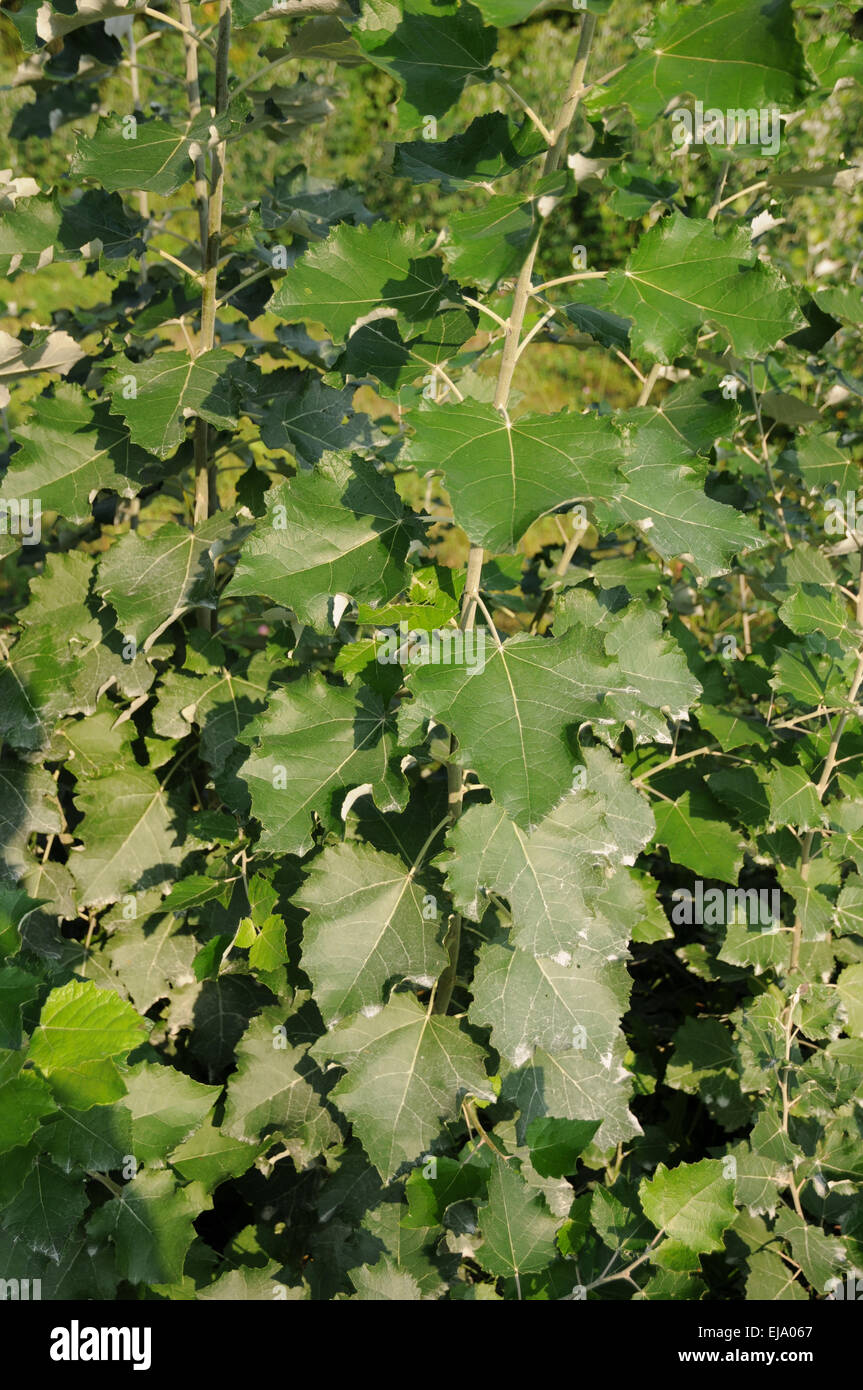 Silver poplar white poplar tree hi-res stock photography and images - Alamy