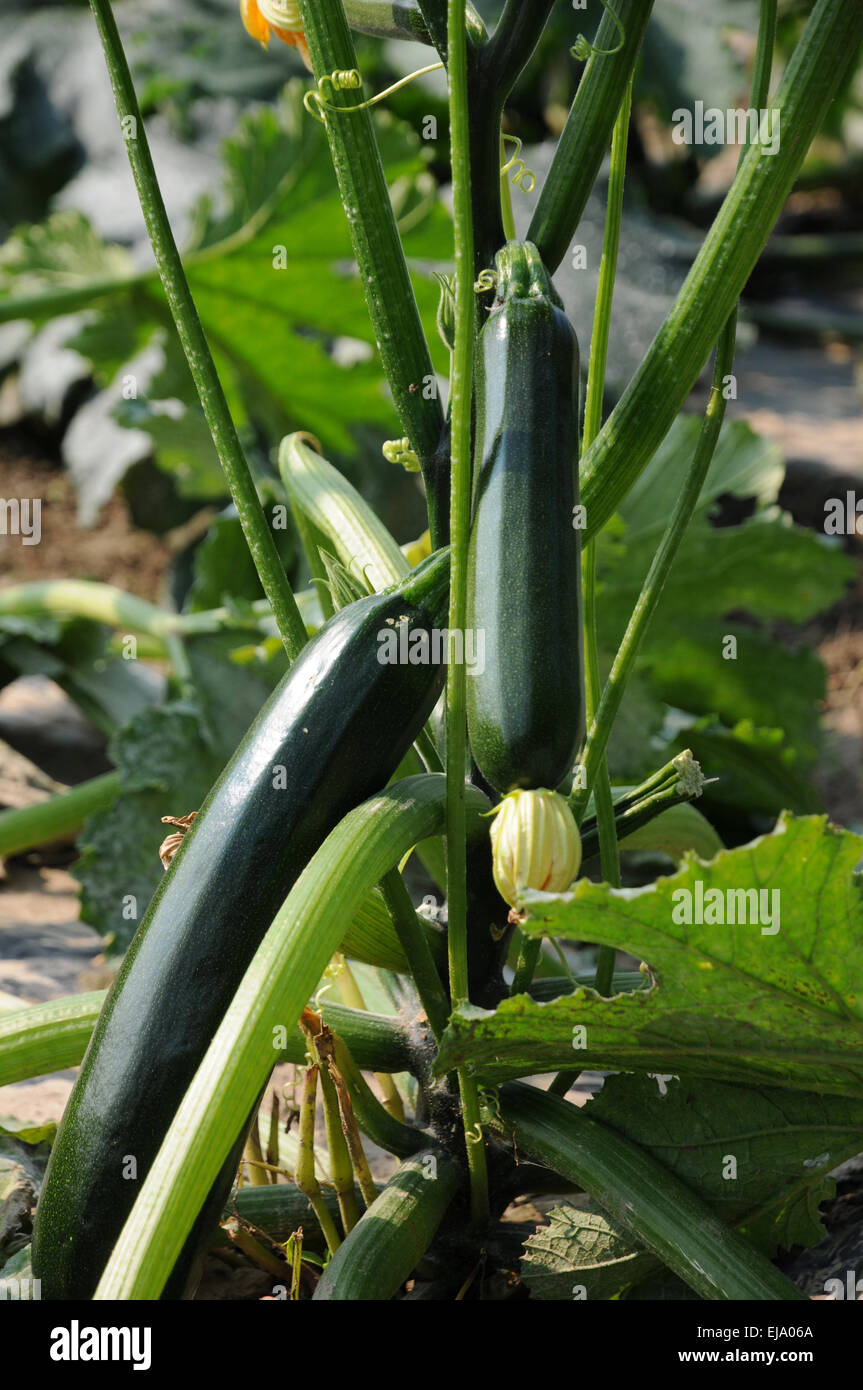 Zucchini blute hi-res stock photography and images - Alamy