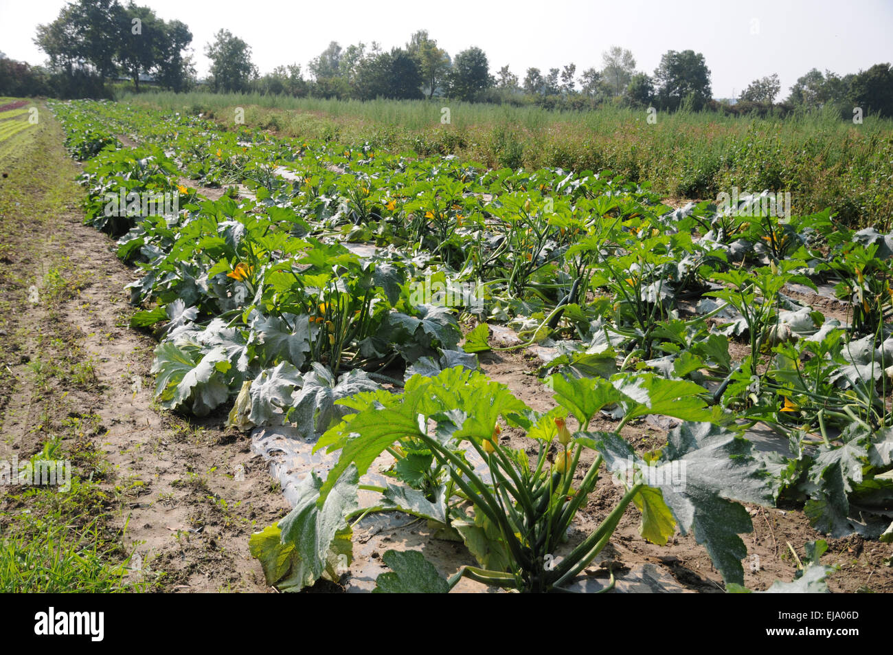 Zucchini field hi-res stock photography and images - Alamy