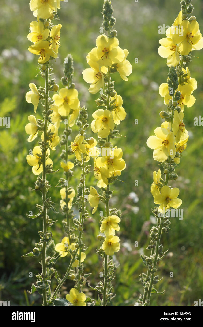 Dark mulleins hi-res stock photography and images - Alamy
