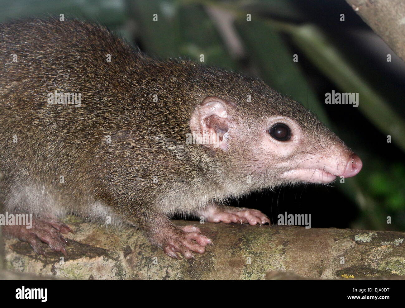 Australian brush tailed bettong western woylie bettongia hi-res stock ...