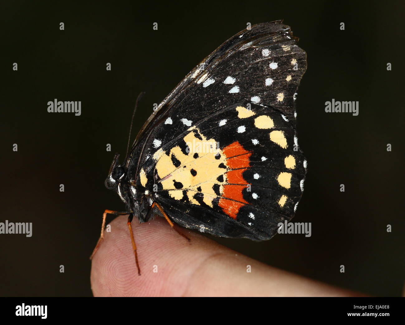 New World Crimson Patch butterfly (Chlosyne janais), also known as the ...