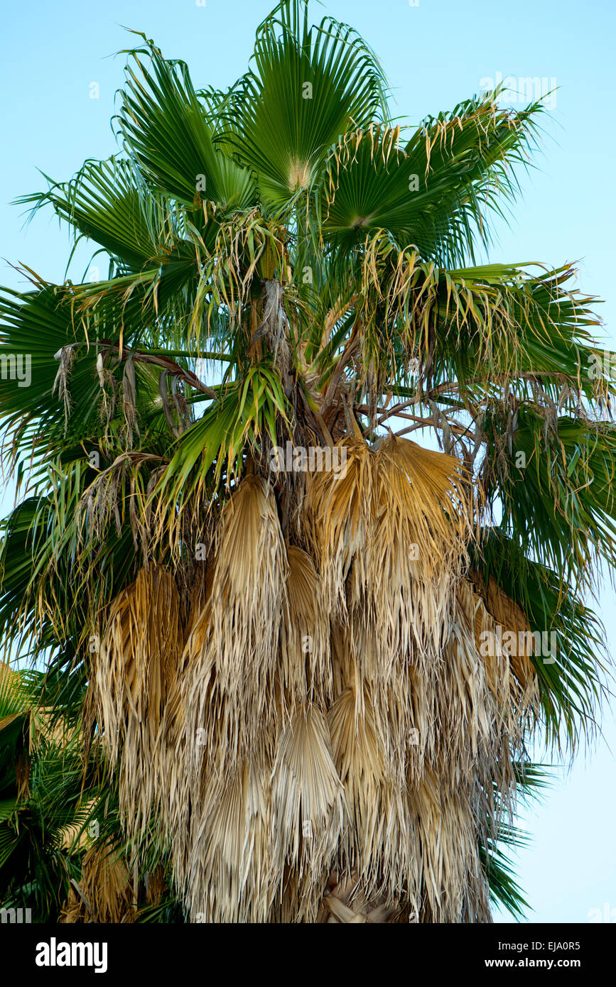 Beautiful lush palm Stock Photo - Alamy