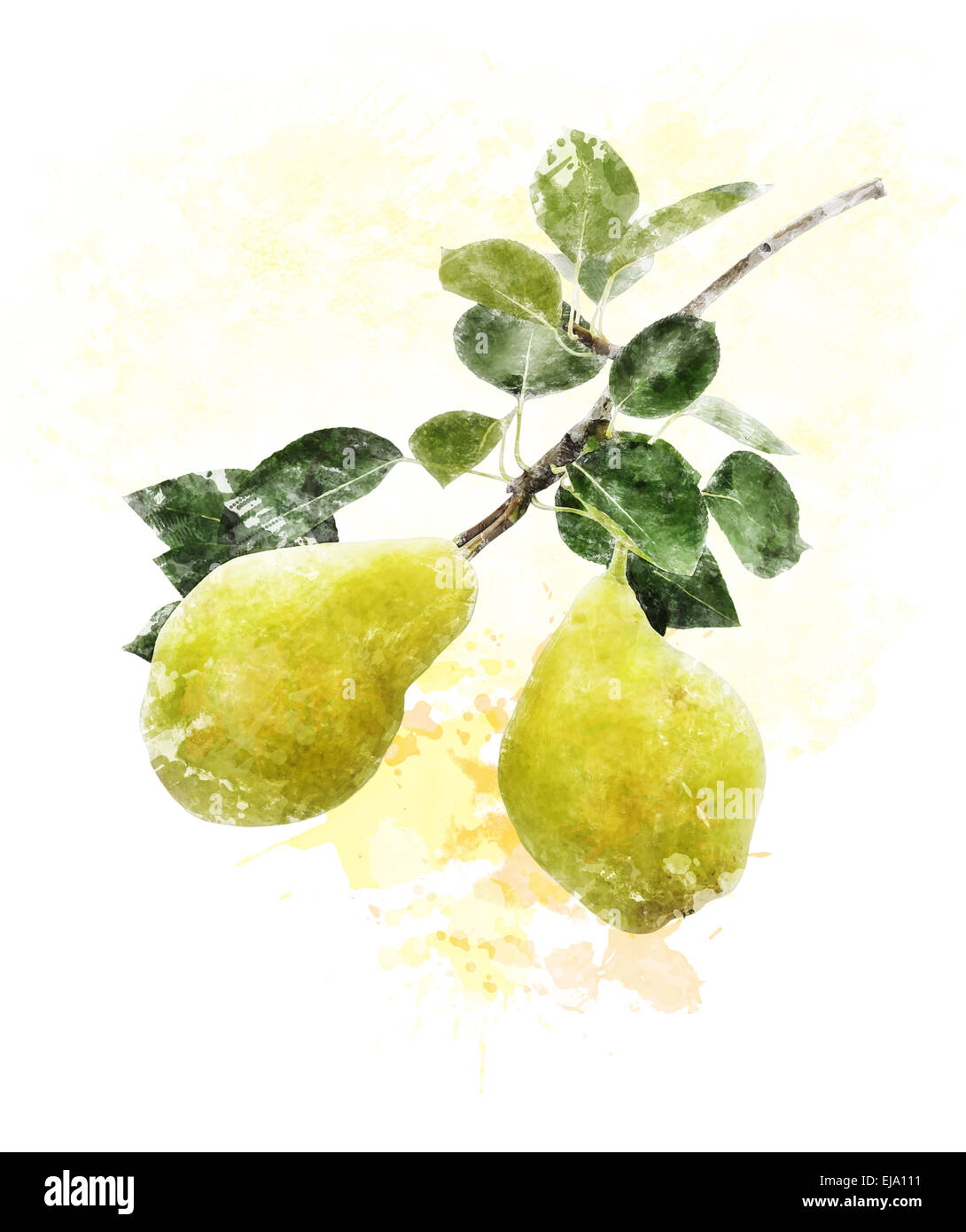 Pear watercolor painting Cut Out Stock Images & Pictures - Alamy