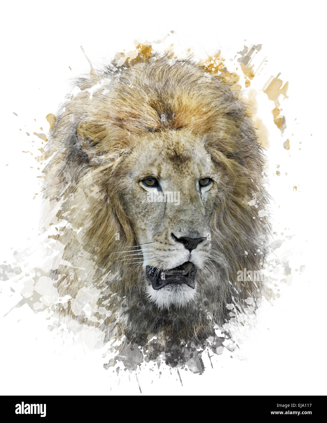 Head of lion Cut Out Stock Images & Pictures - Alamy