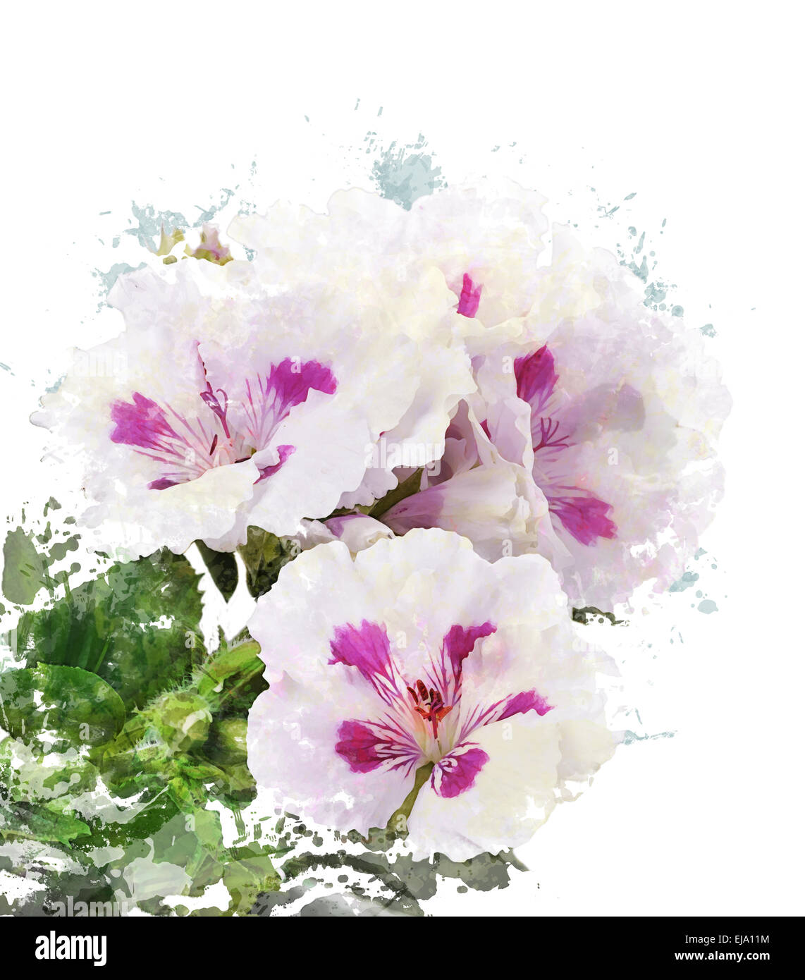 Geranium painting hi-res stock photography and images - Alamy