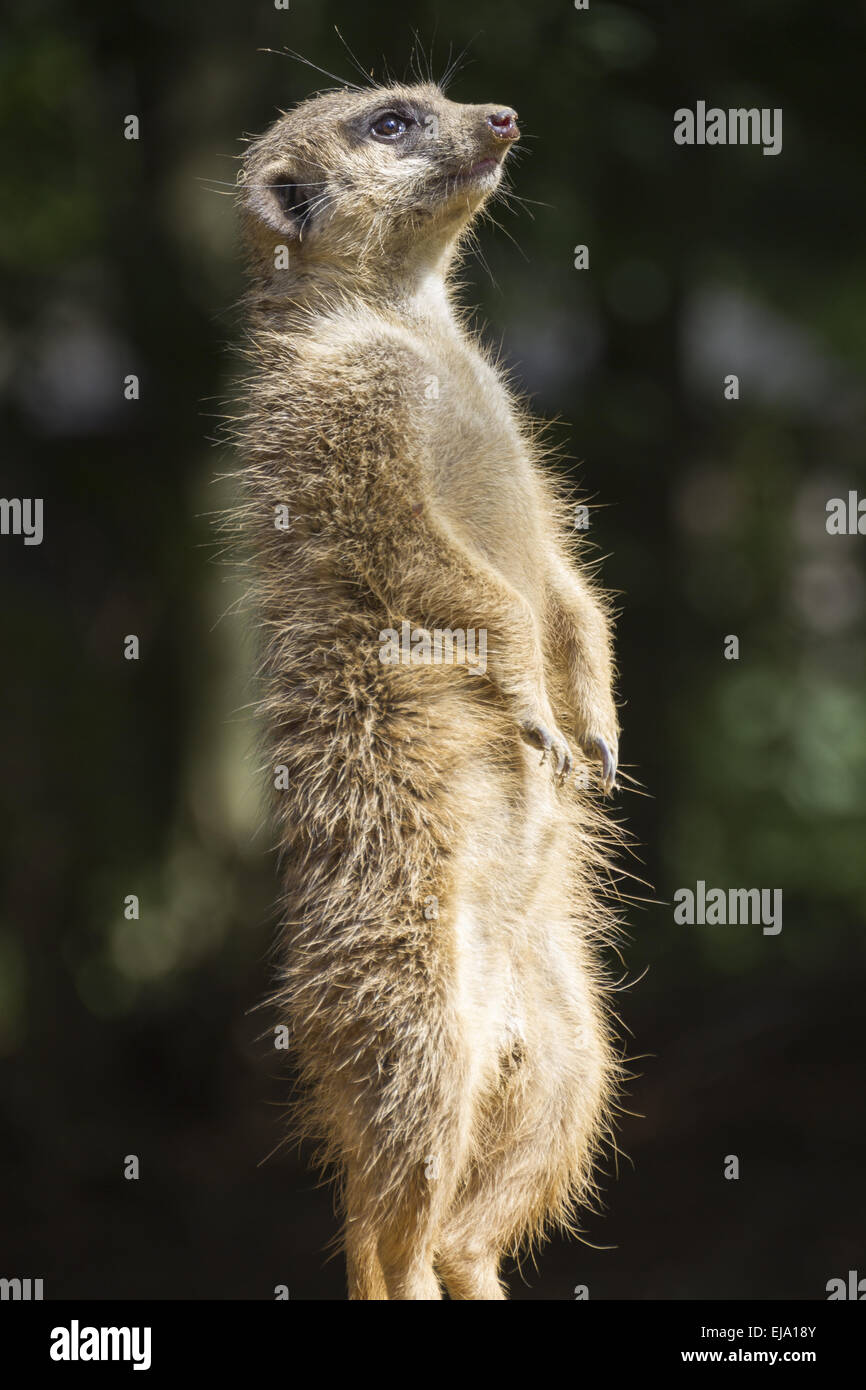Slender tailed mierkats hi-res stock photography and images - Alamy