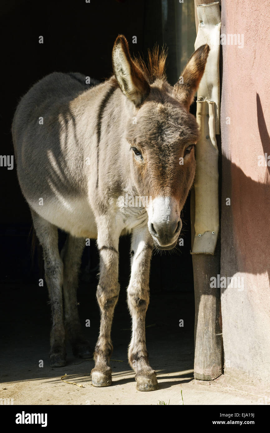 Katalanischer esel hi-res stock photography and images - Alamy