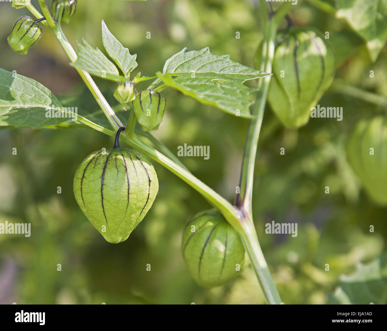 Physalise hi-res stock photography and images - Alamy