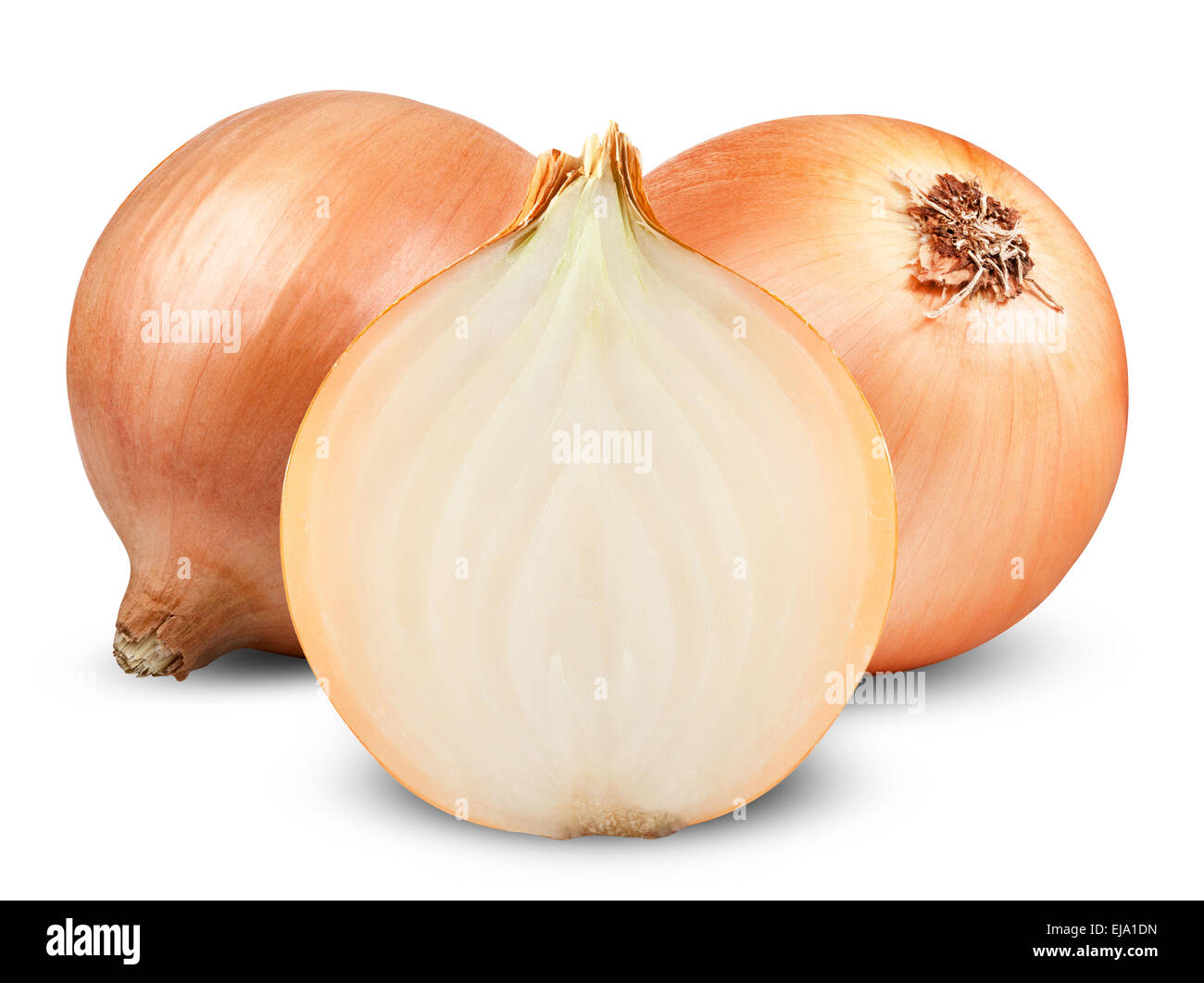 Bulbs sliced hi-res stock photography and images - Alamy