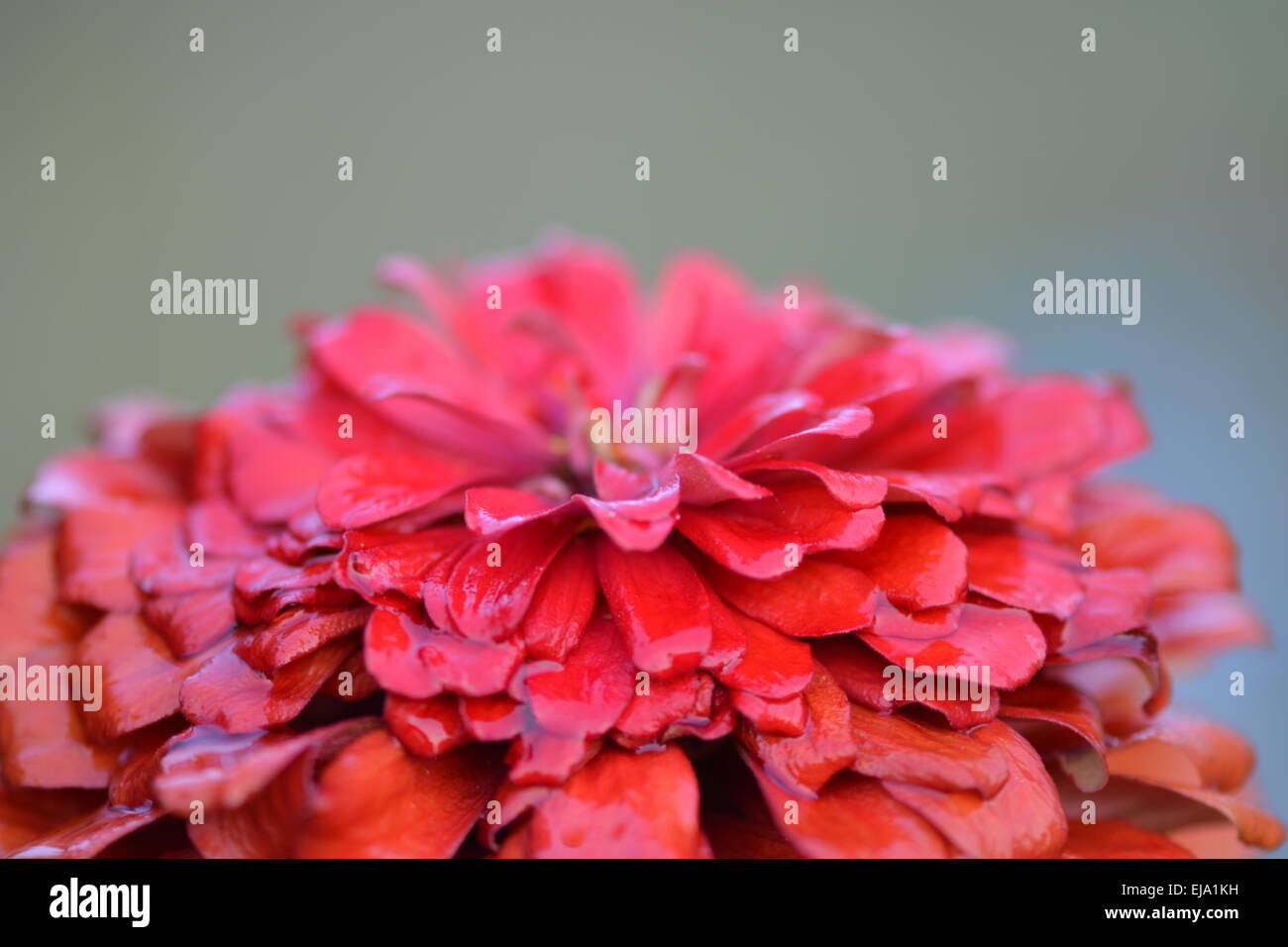 red flower background Stock Photo - Alamy