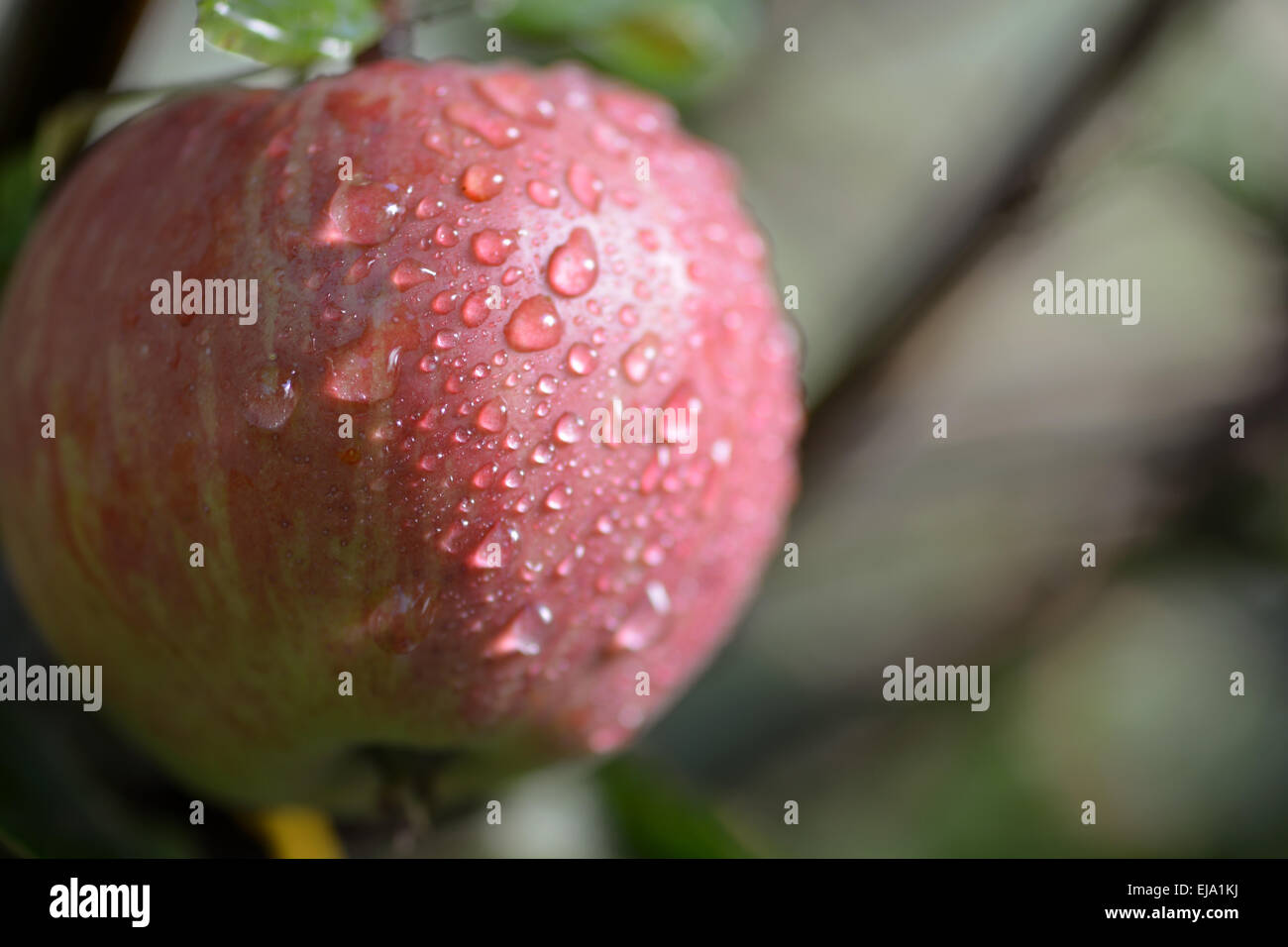 Ripe Red Apples Covered with Raindrops Stock Photo - Alamy
