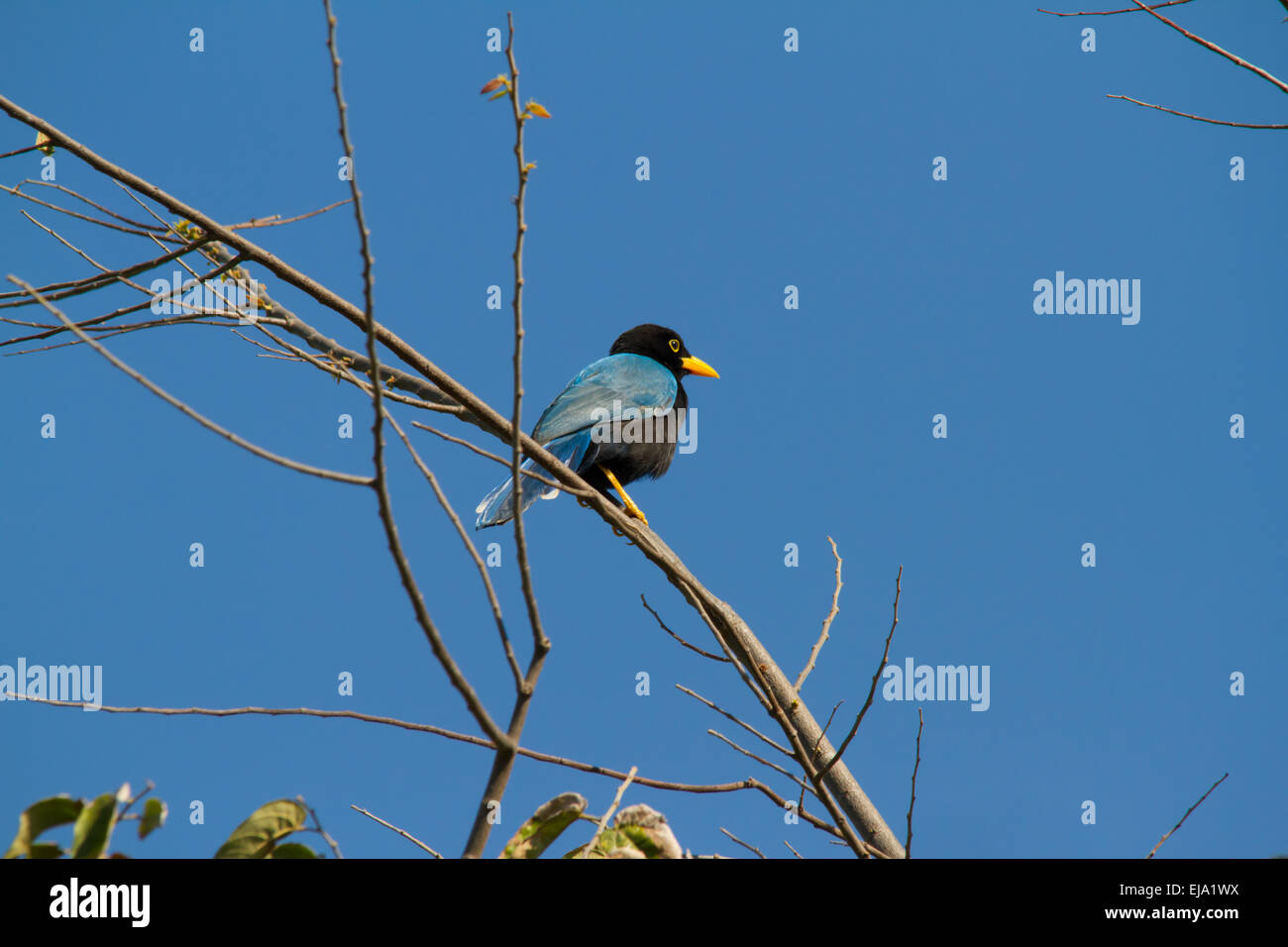 Yucatan Jay (Cyanocorax yucatanicus Stock Photo - Alamy