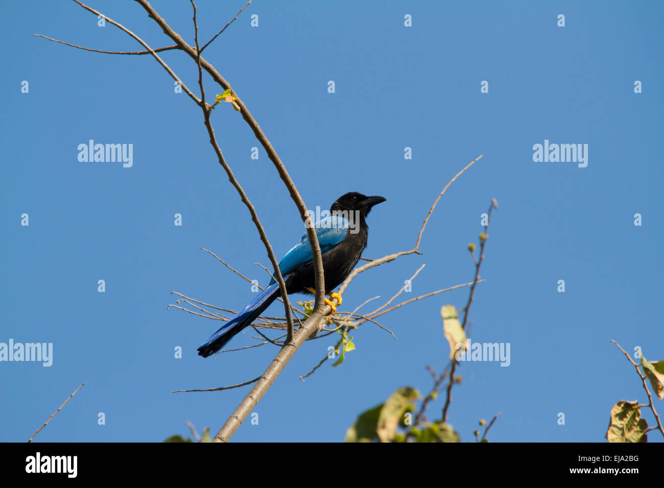 Yucatan jay bird hi-res stock photography and images - Alamy
