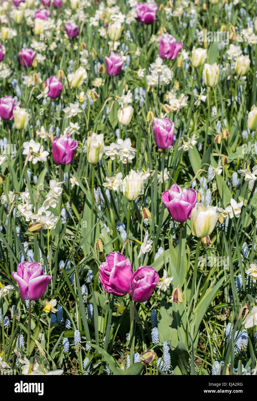 Bedding of colorful spring flowers, Colorful bedded spring flower ...