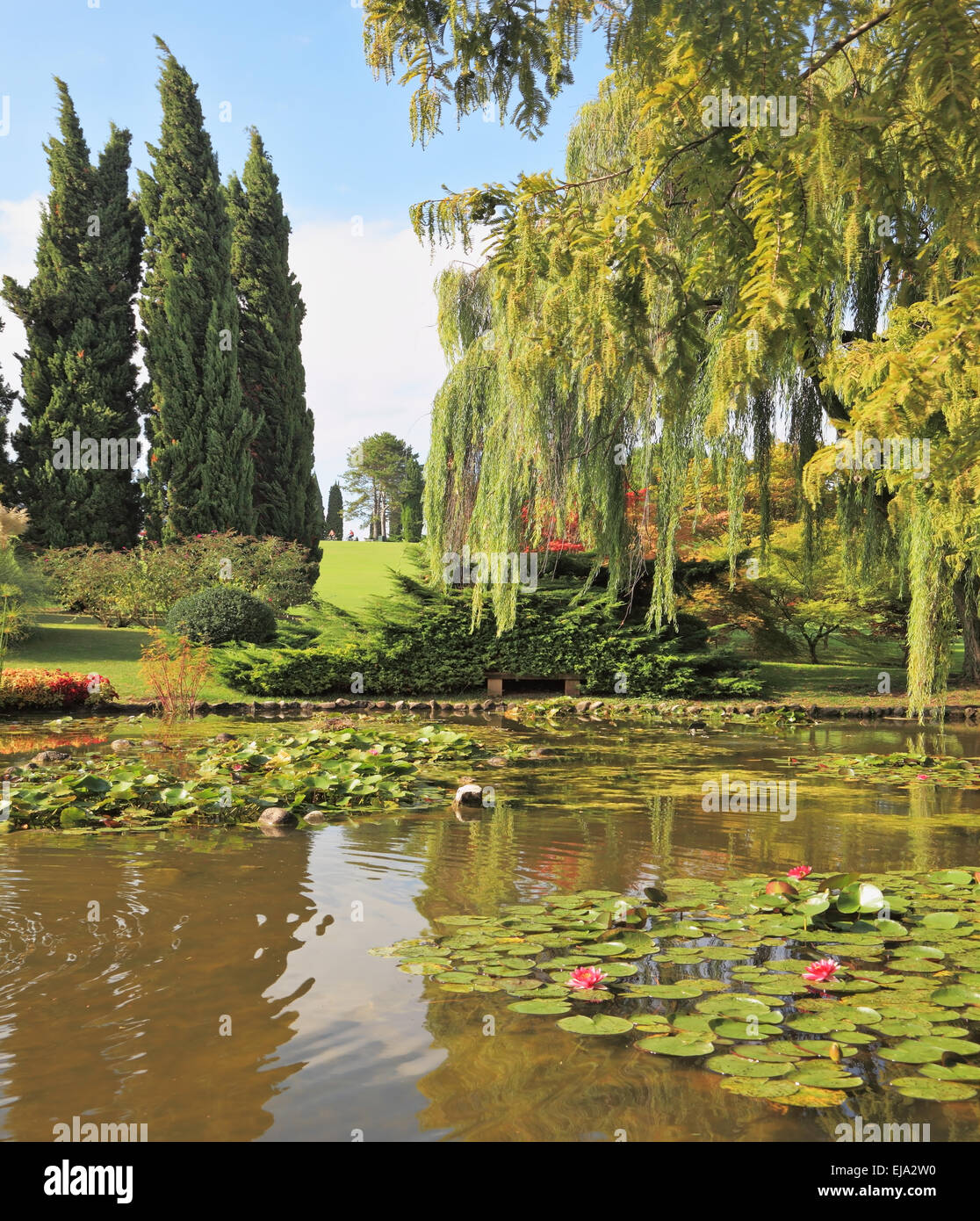 Pond Surrounded Trees