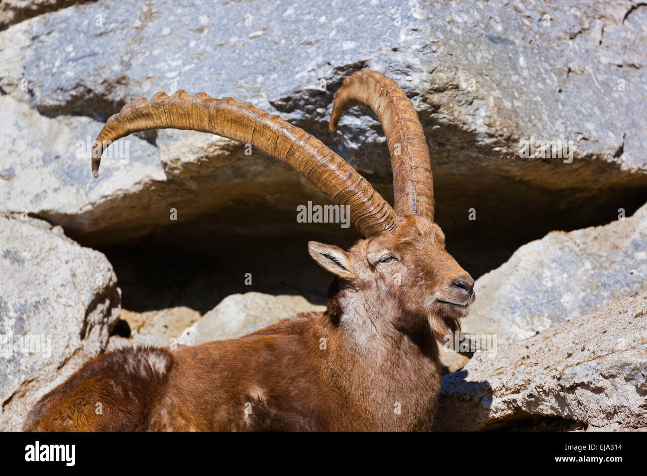 Ibex habitat hi-res stock photography and images - Alamy