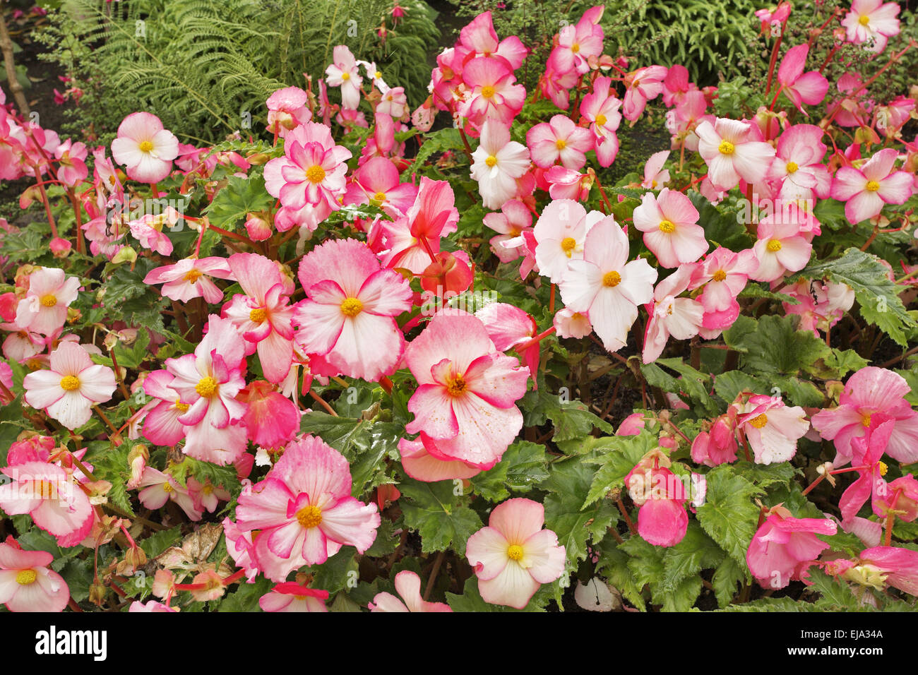 Urban front yard spring flowers hi-res stock photography and images - Alamy