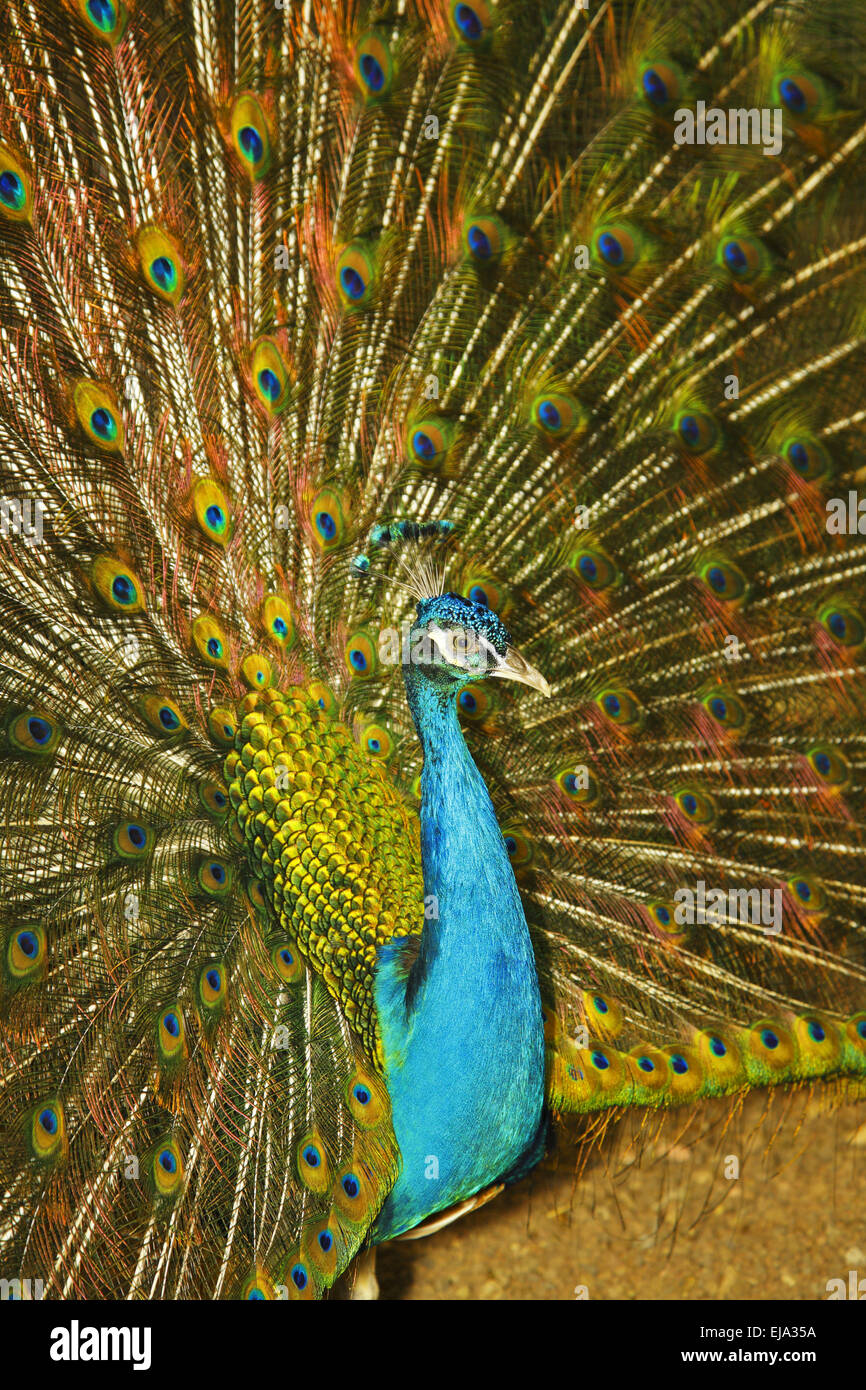 The royal peacock and beautiful tail Stock Photo - Alamy
