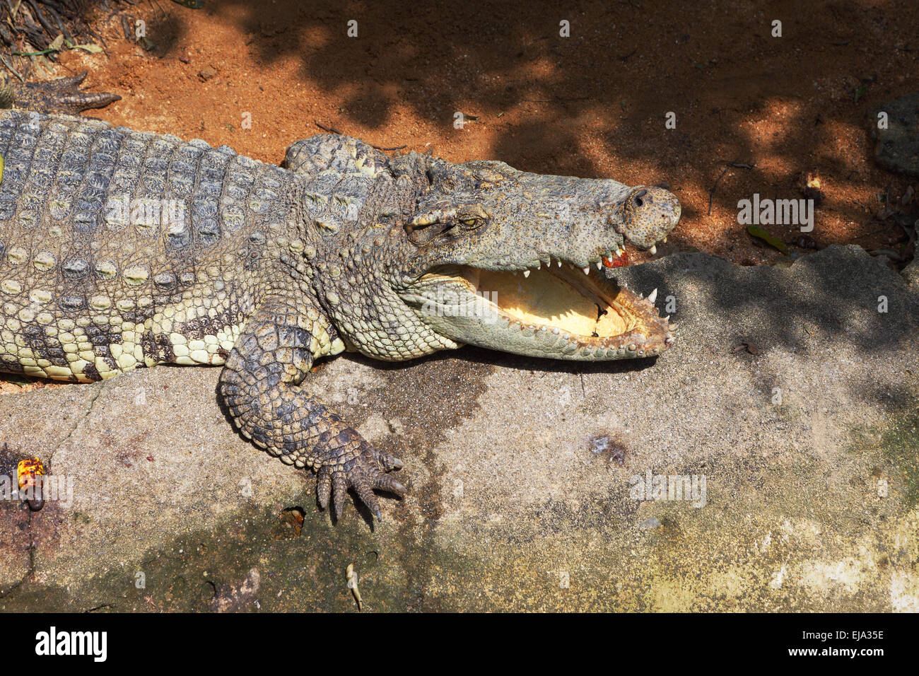 Happy reptile hi-res stock photography and images - Alamy