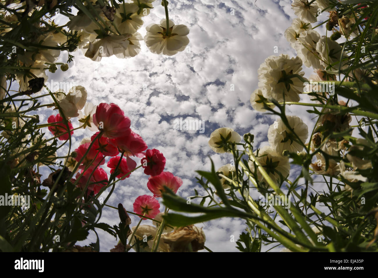 The spring morning on flower field Stock Photo - Alamy