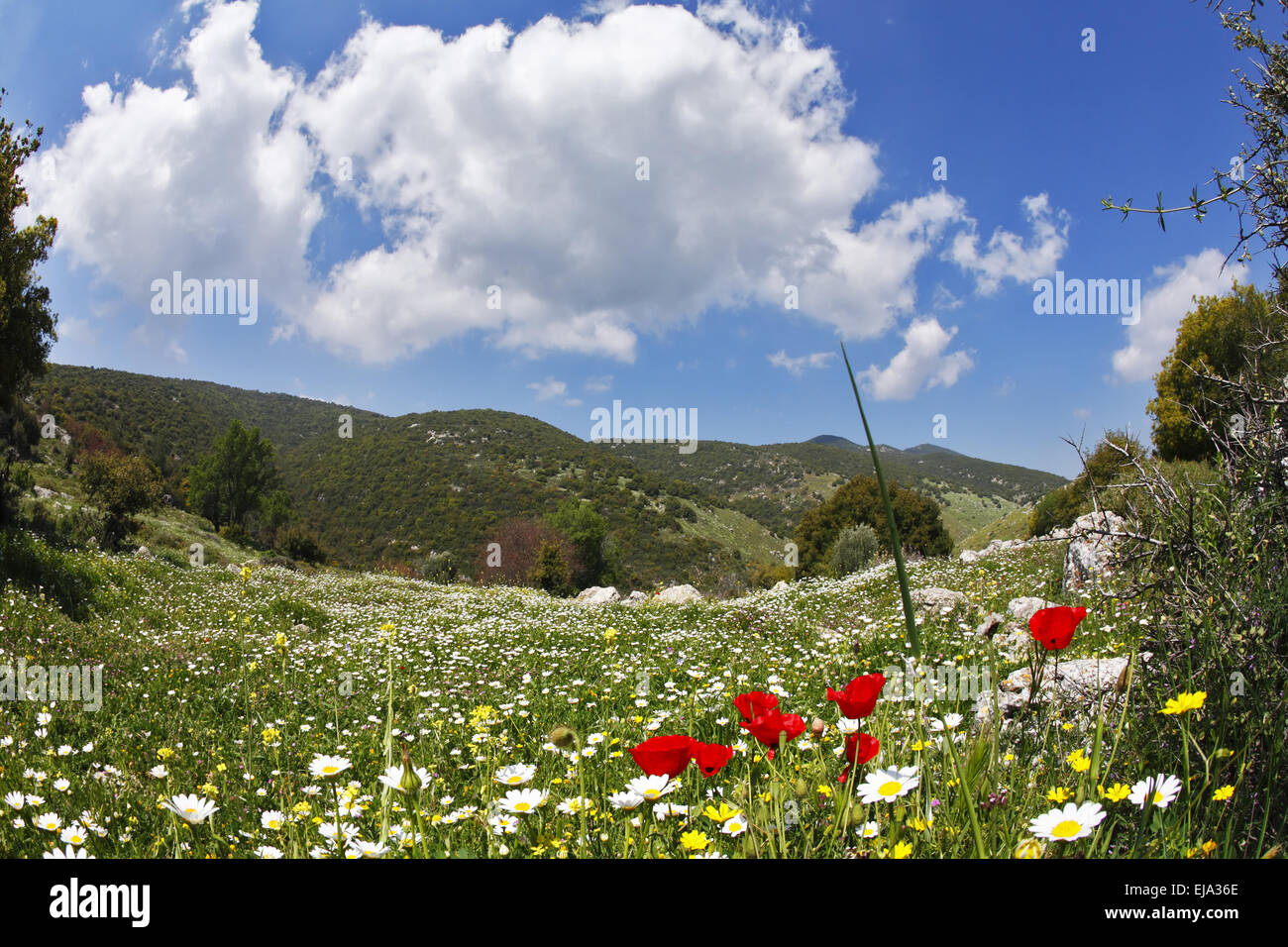 The spring meadows Stock Photo - Alamy