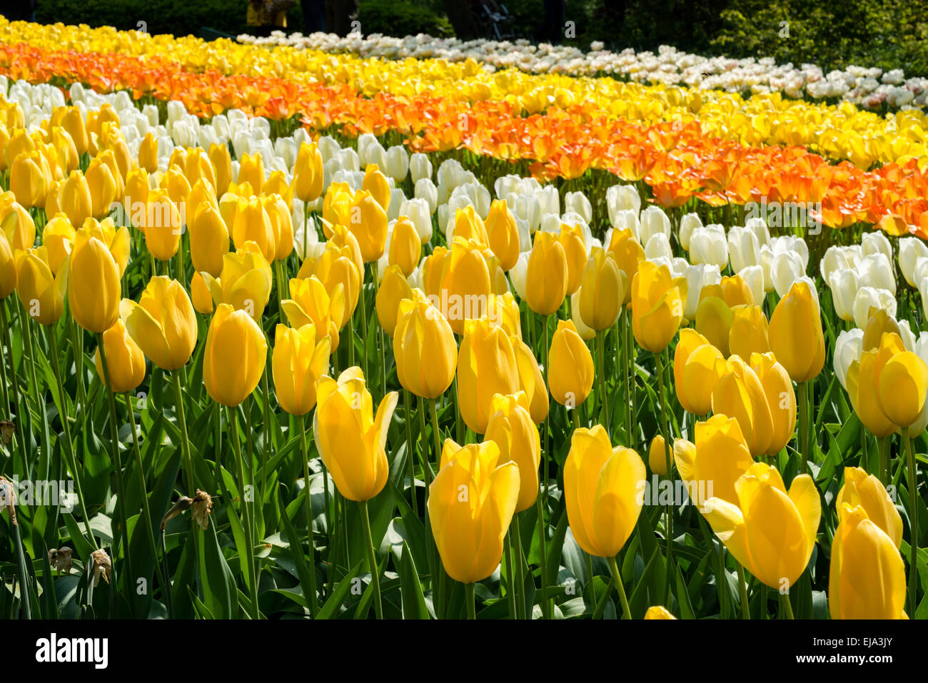 Bedding of colorful spring flowers, Colorful bedded spring flower ...