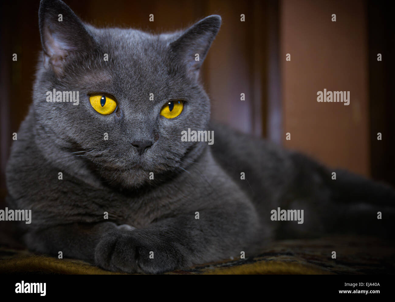 The British cat Stock Photo - Alamy