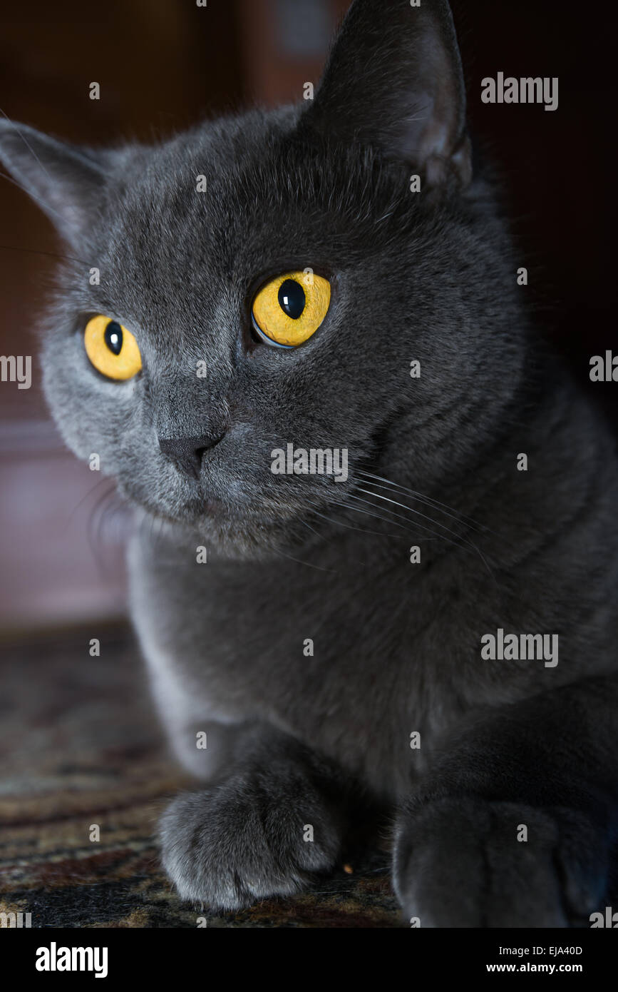 The British cat Stock Photo - Alamy