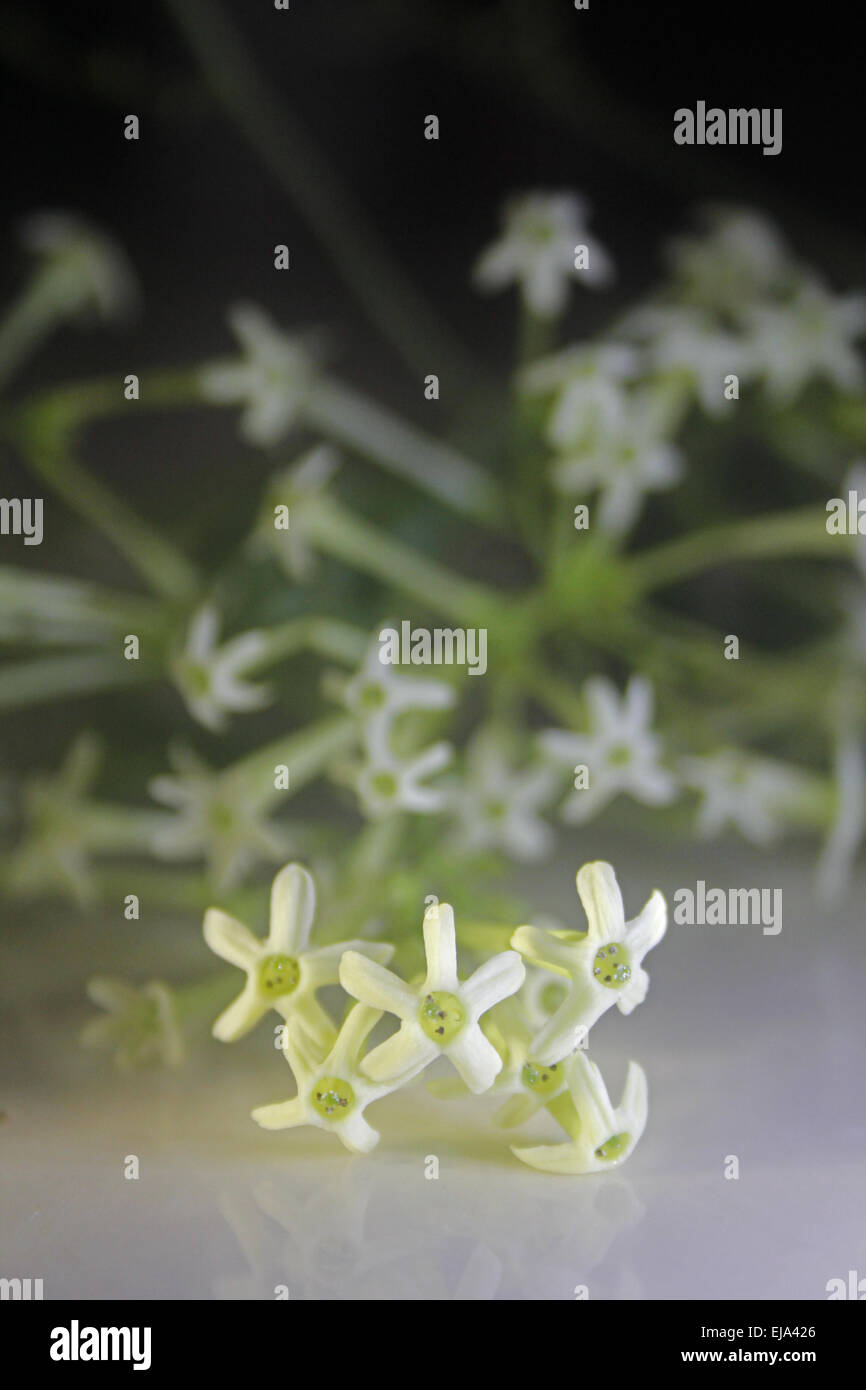 Night blooming cestrum cestrum nocturnum hi-res stock photography and ...