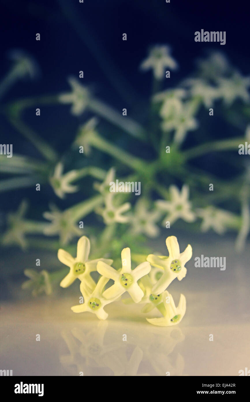 Night blooming cestrum cestrum nocturnum hi-res stock photography and ...