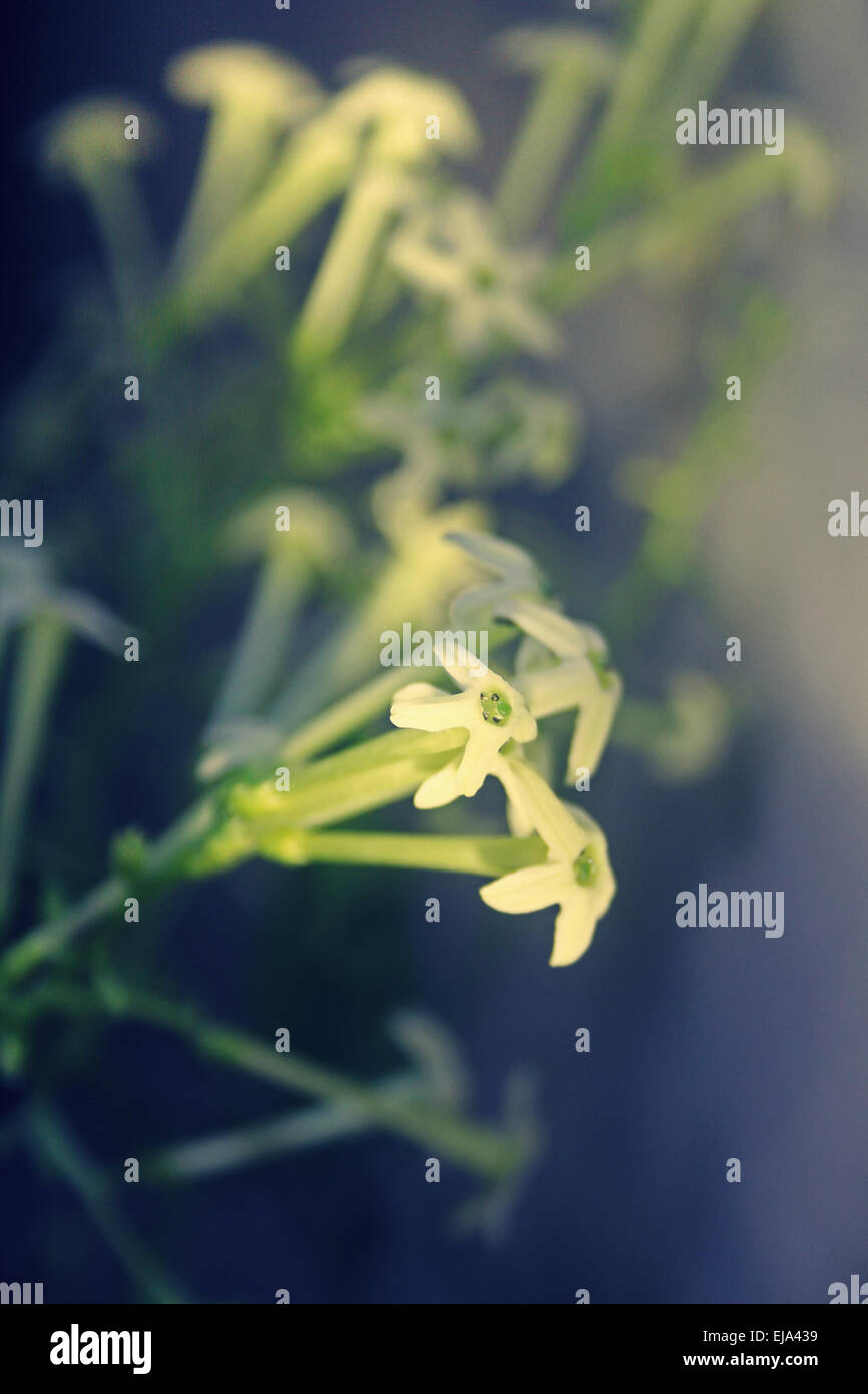 Night blooming cestrum hi-res stock photography and images - Alamy