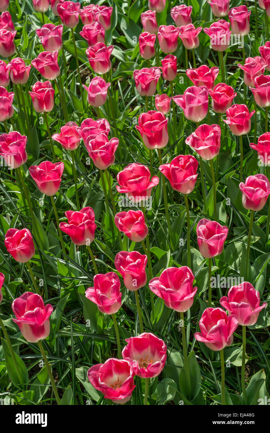 Bedding of colorful spring flowers, Colorful bedded spring flower ...