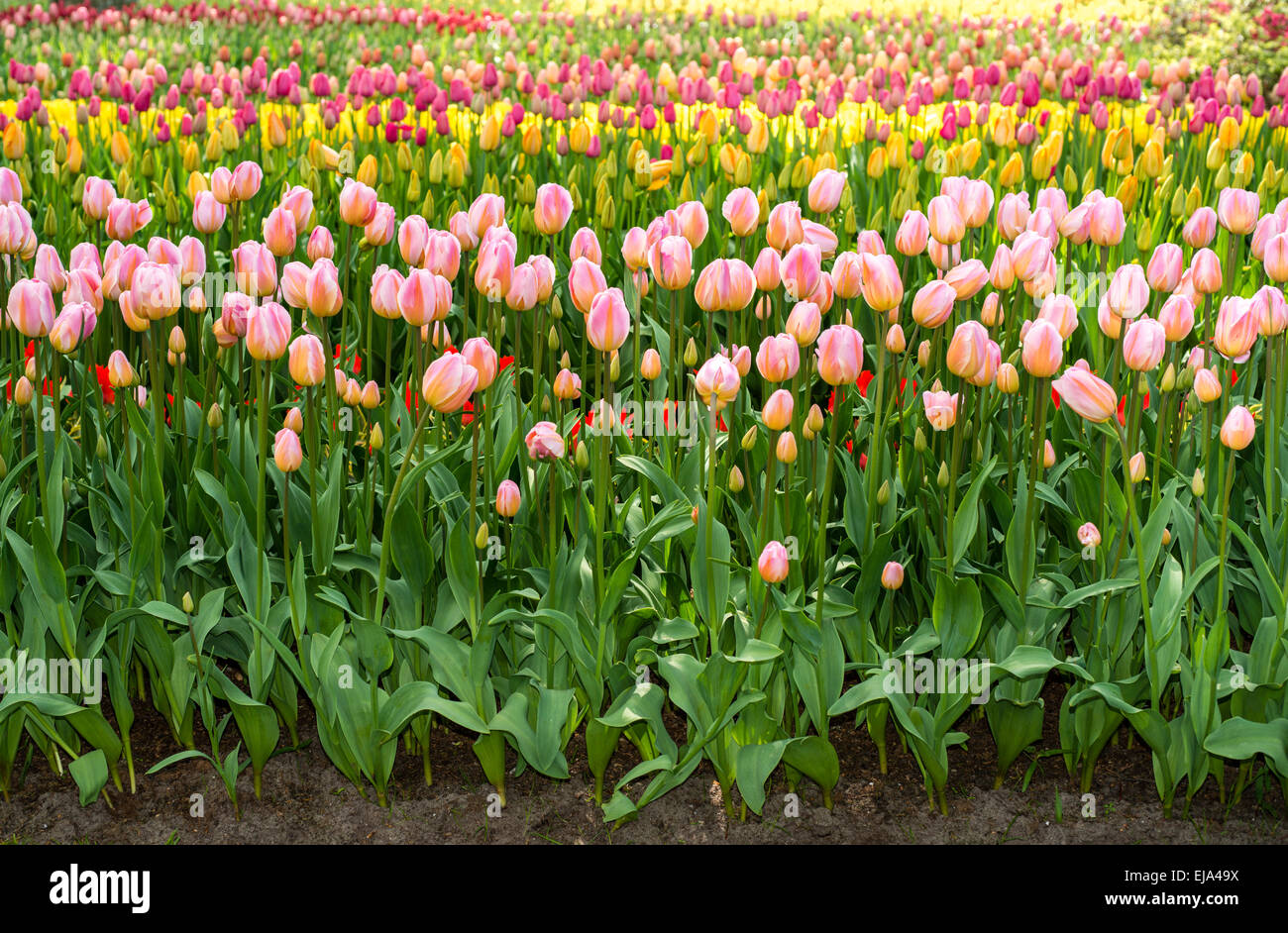 Bedding of colorful spring flowers, Colorful bedded spring flower ...