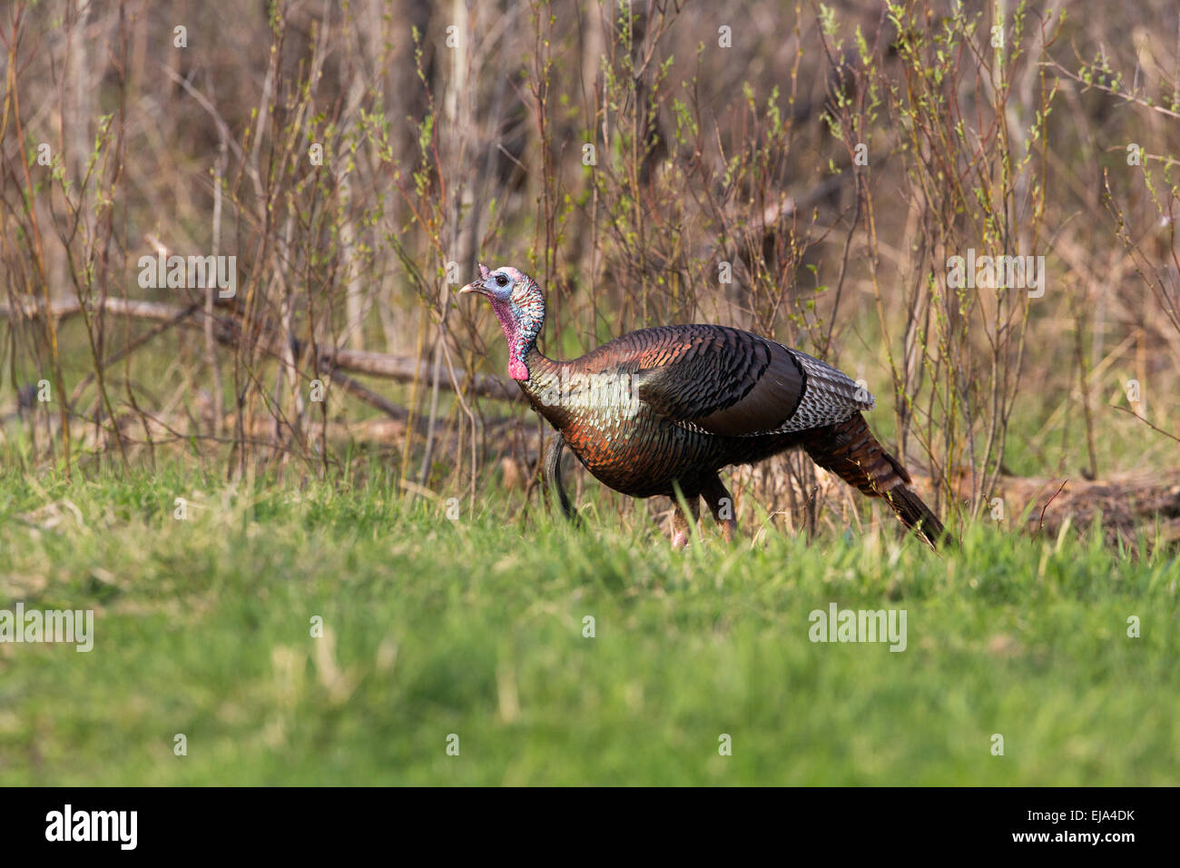 Eastern wild turkey - male Stock Photo - Alamy