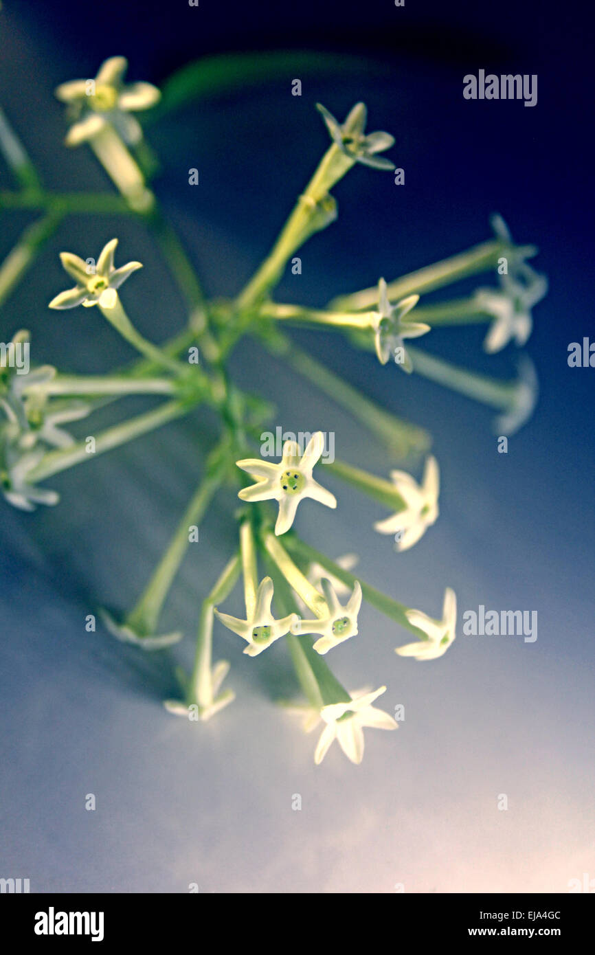 Night blooming cestrum cestrum nocturnum hi-res stock photography and ...