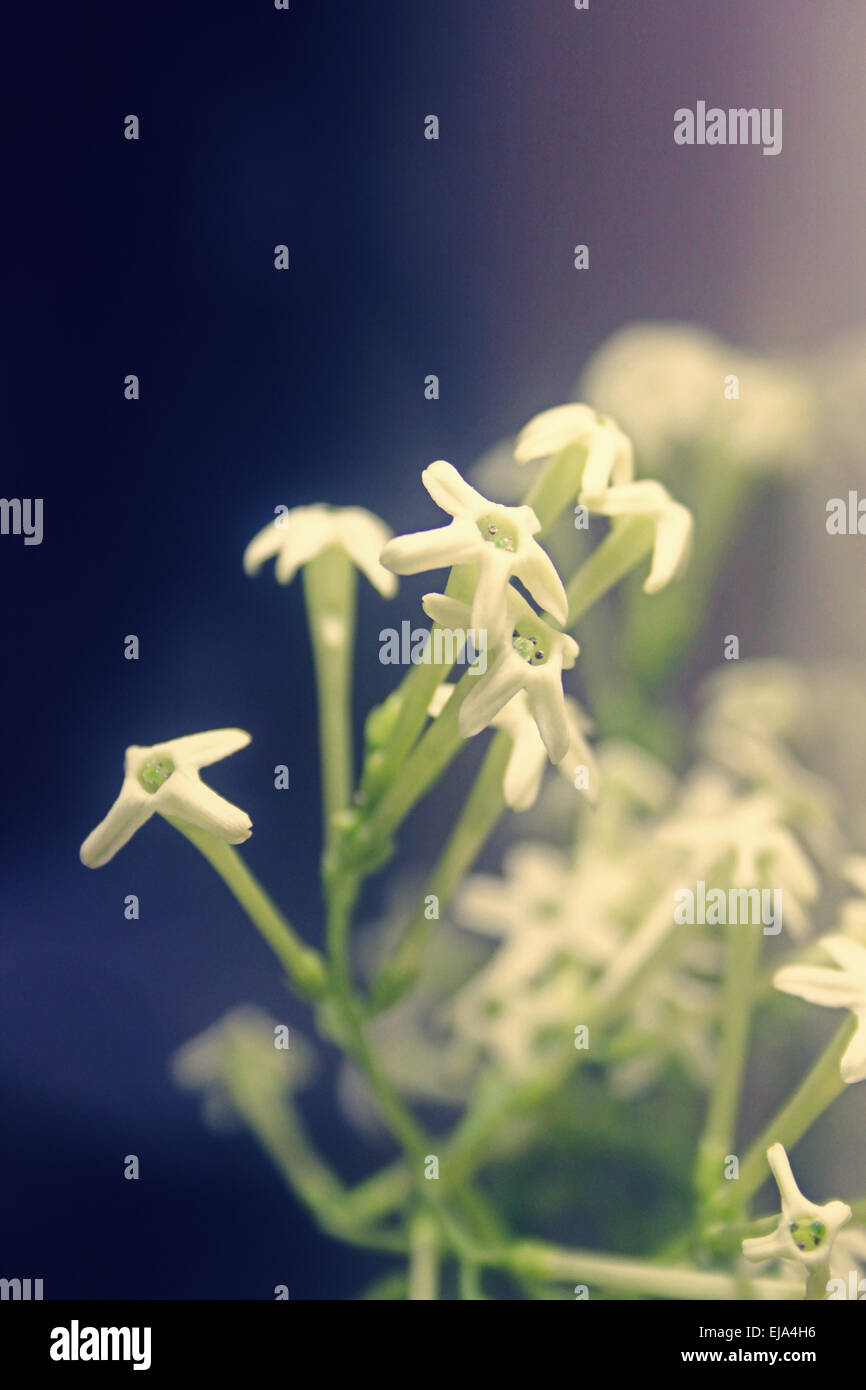 Cestrum nocturnum hi-res stock photography and images - Alamy