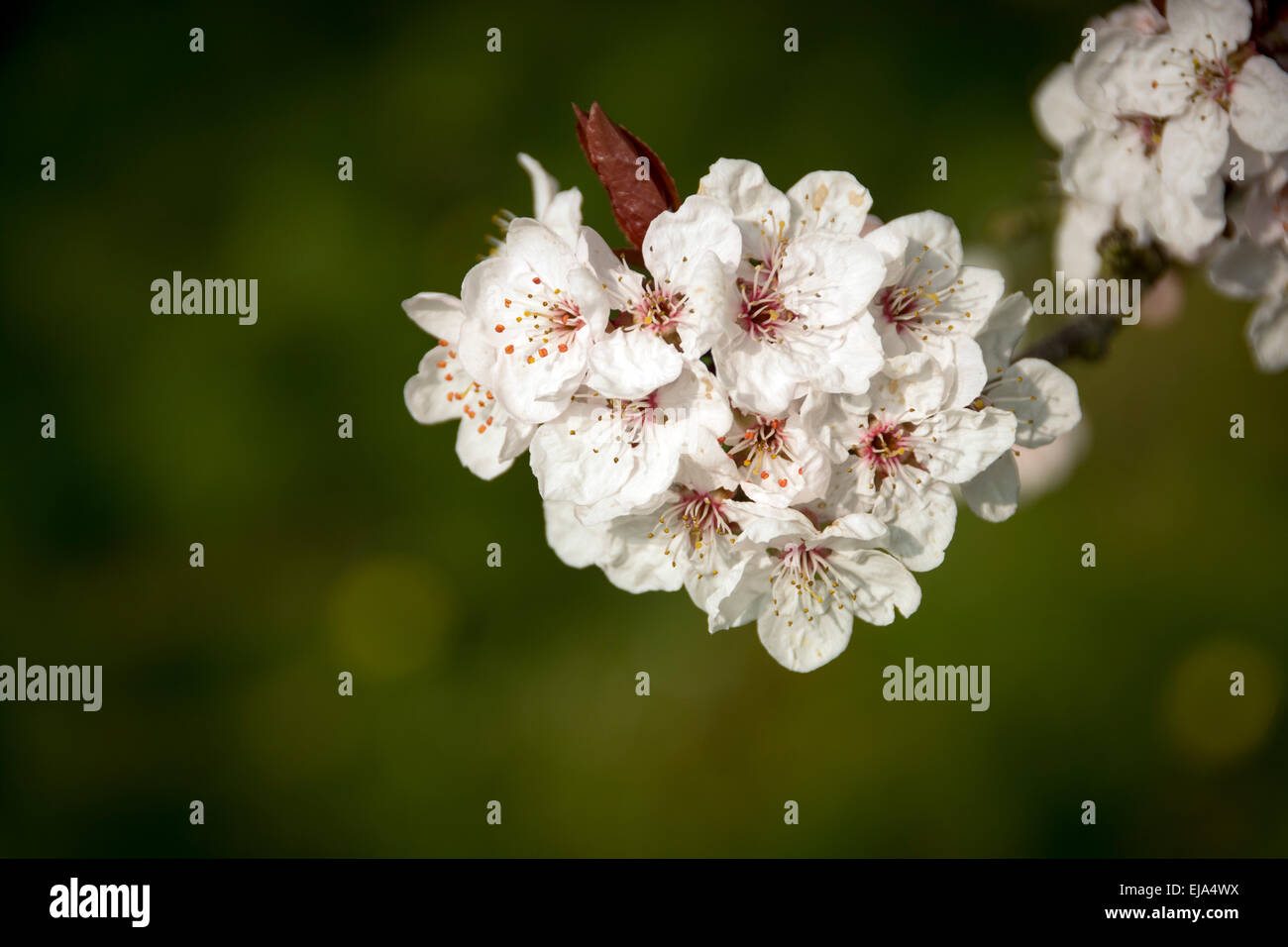 A spray of cherry blossom flowers on an ornamental tree Stock Photo - Alamy