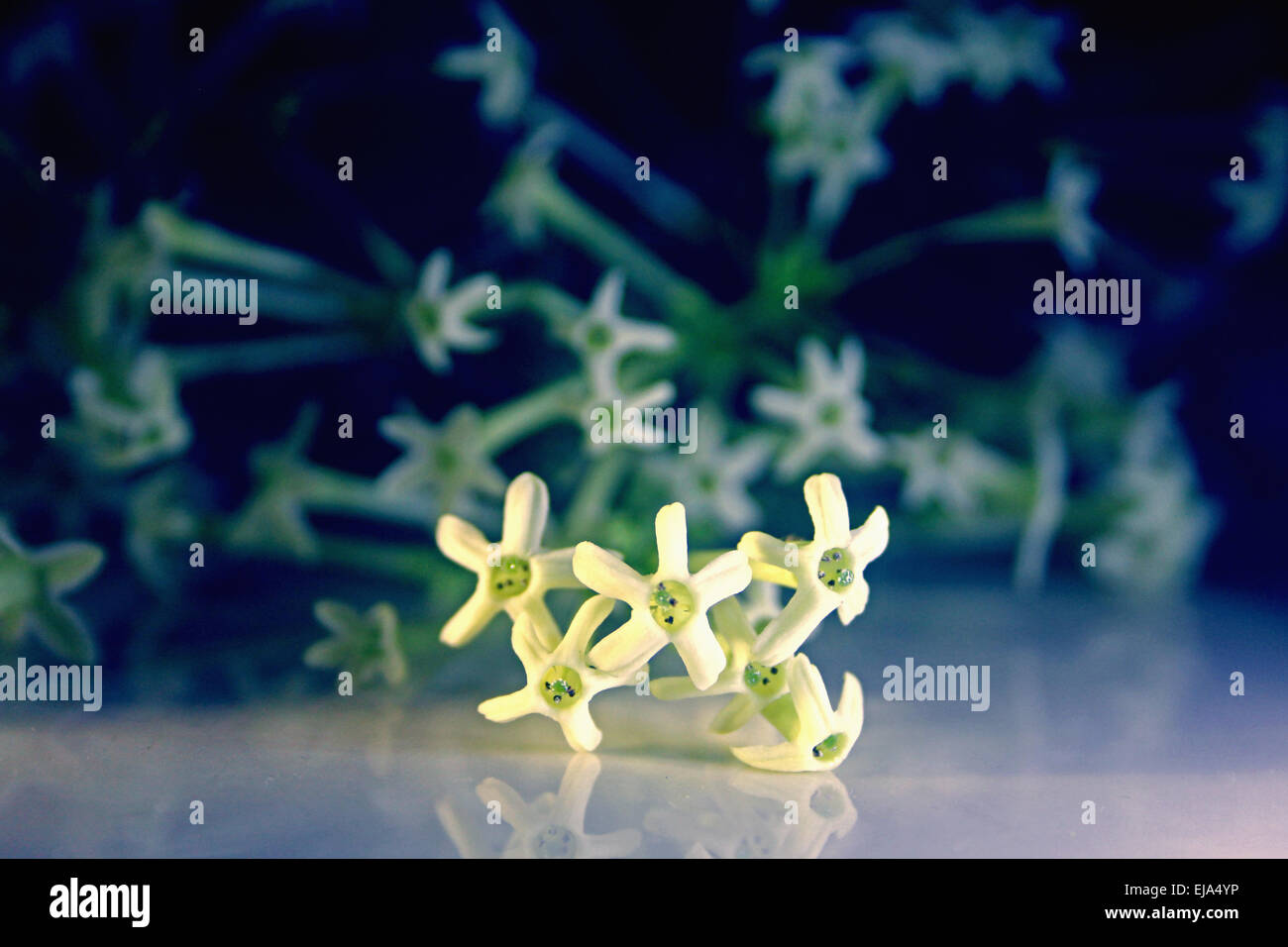 Night blooming cestrum cestrum nocturnum hi-res stock photography and ...
