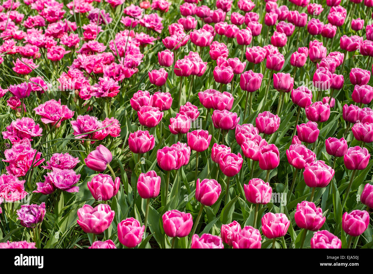 Bedding of colorful spring flowers, Colorful bedded spring flower ...