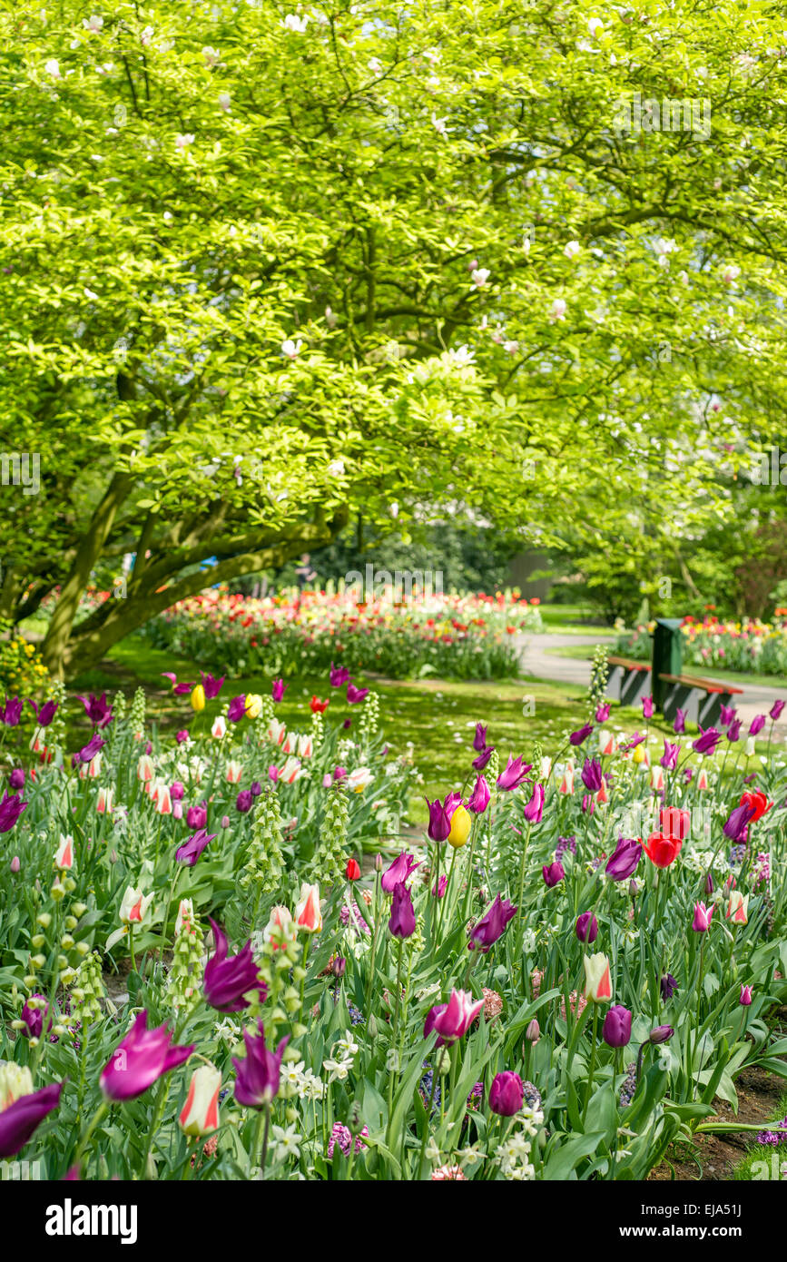 Bedding of colorful spring flowers, Colorful bedded spring flower ...