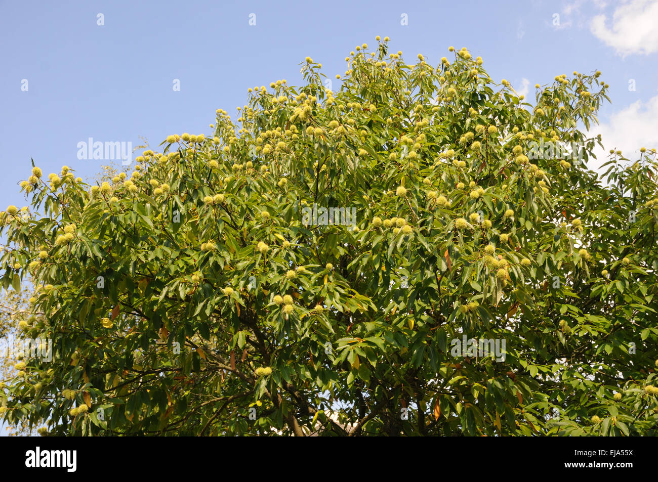 Sweet chestnut tree and blossom hi-res stock photography and images - Alamy