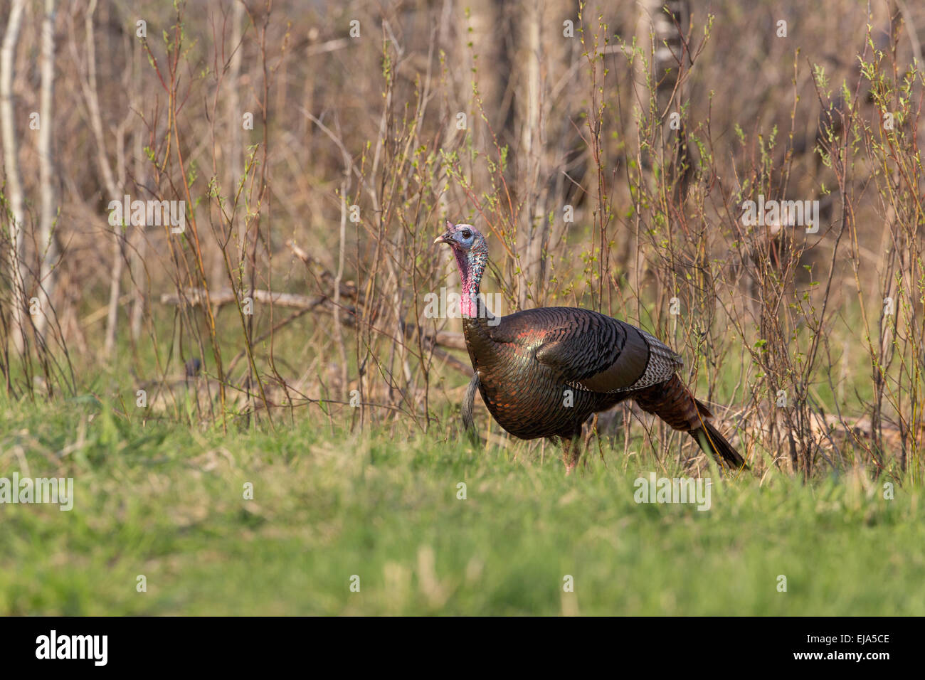 Eastern wild turkey - male Stock Photo - Alamy